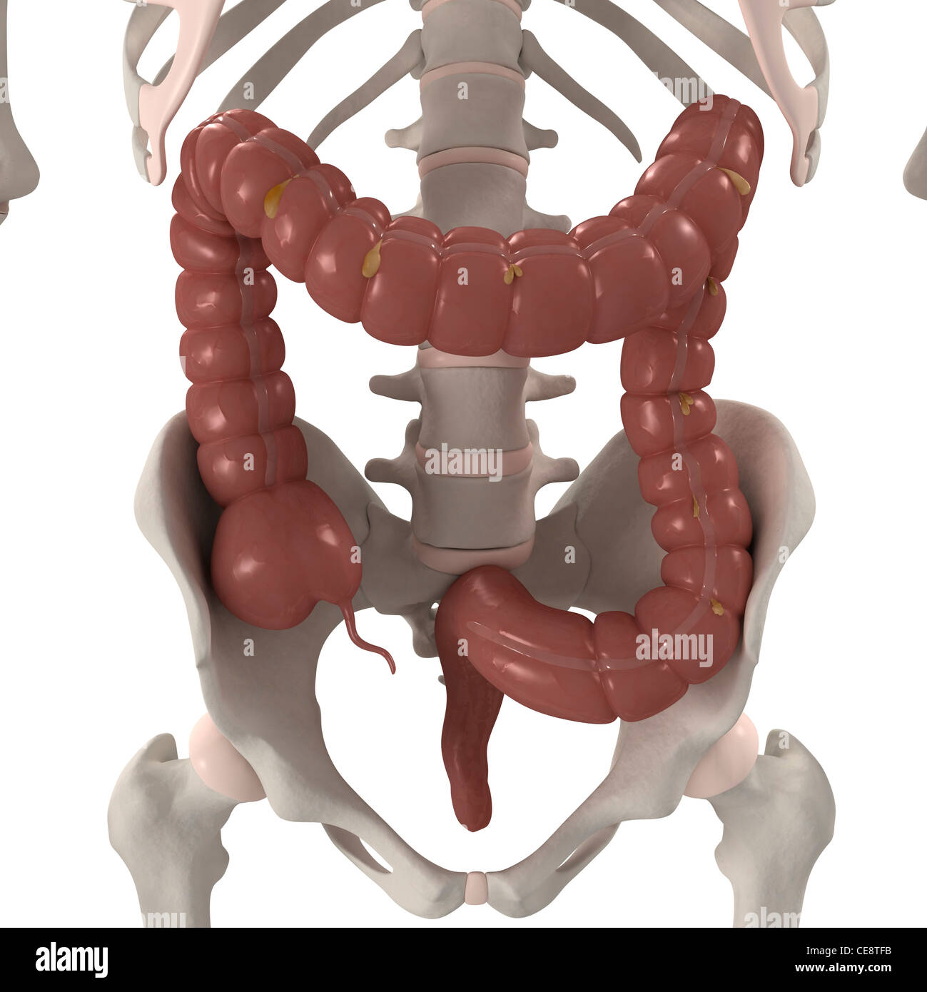 Healthy large intestine, computer artwork Stock Photo - Alamy