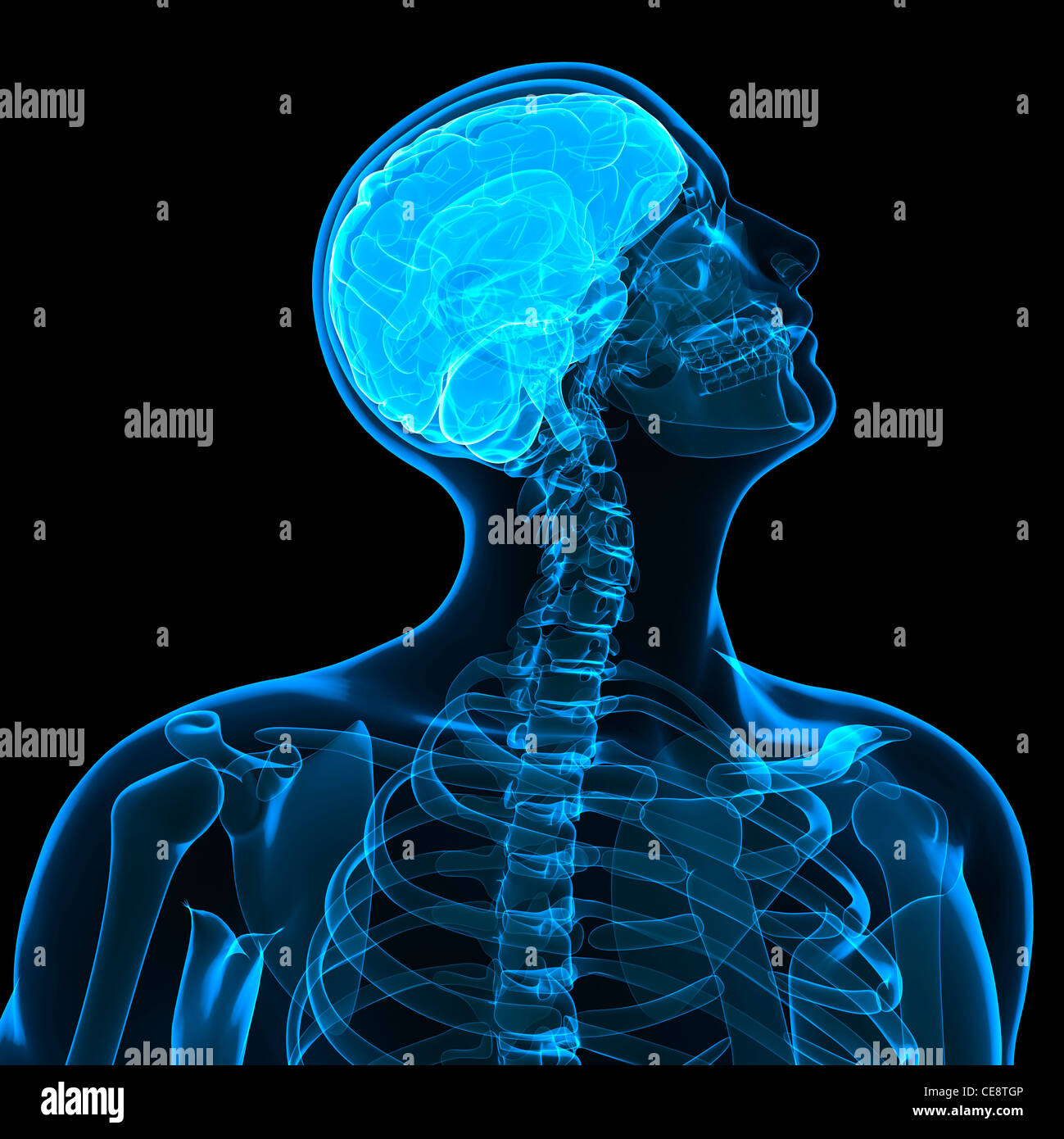 Head anatomy, computer artwork Stock Photo - Alamy