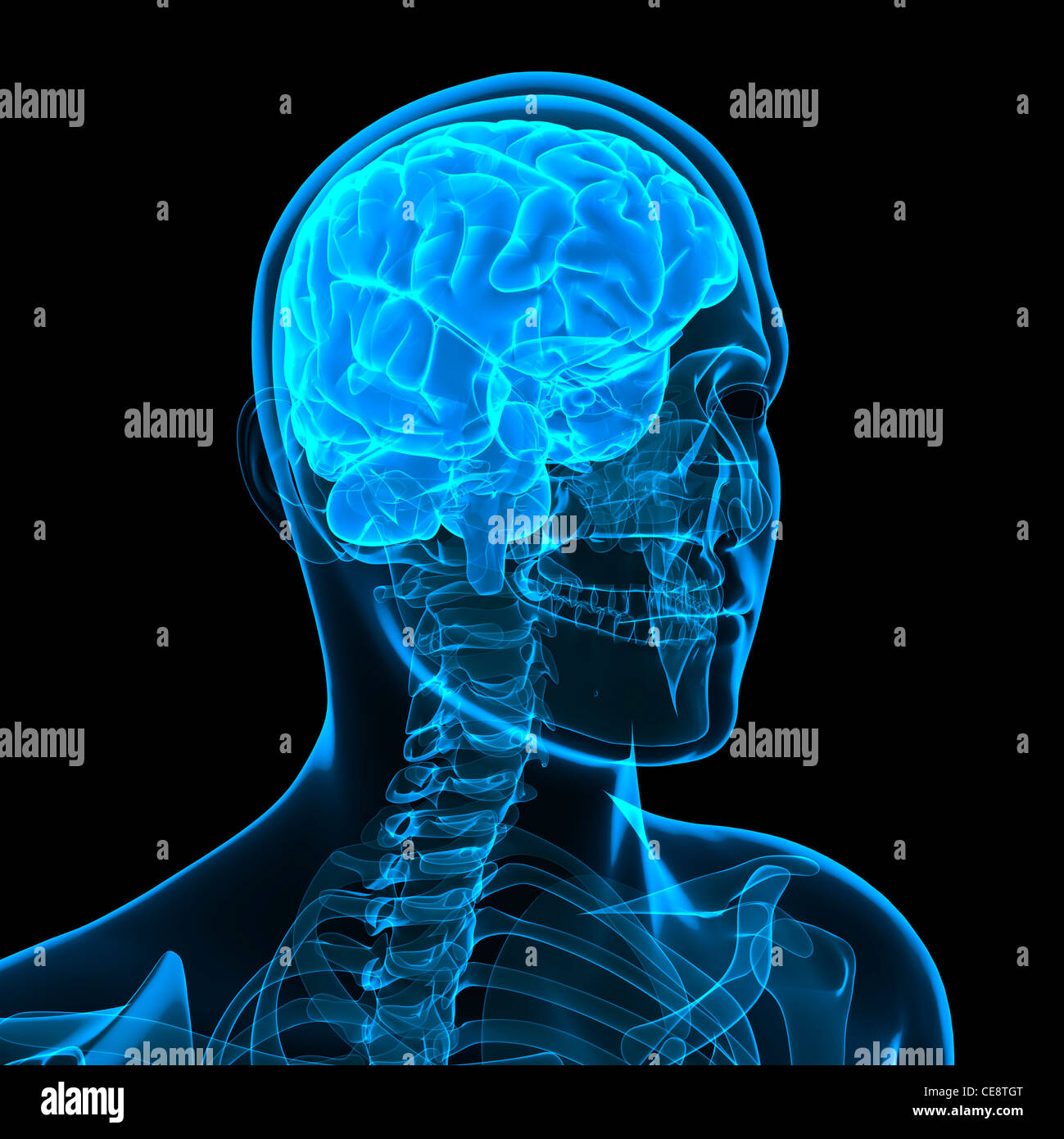 Head anatomy, computer artwork Stock Photo - Alamy