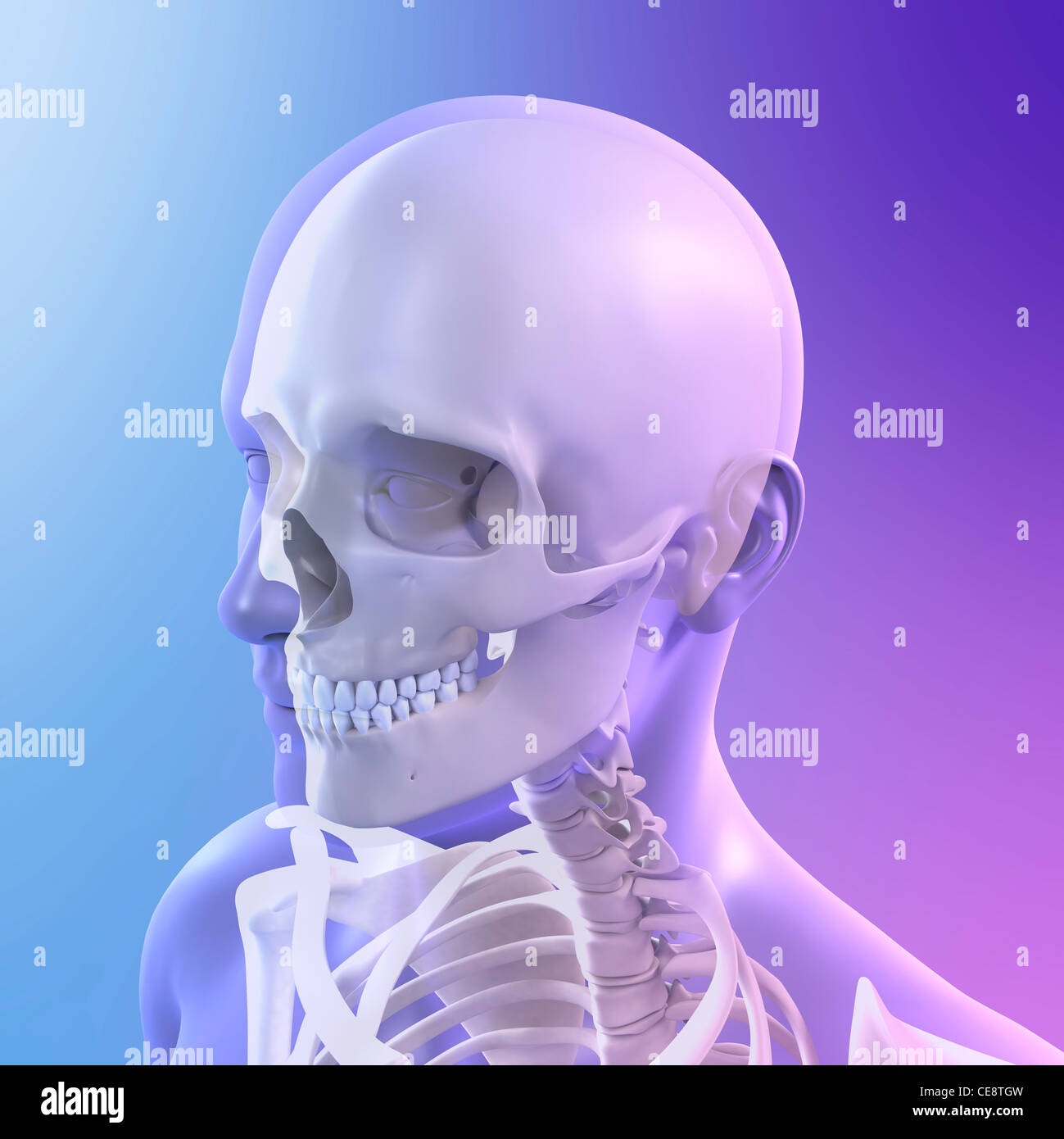 Head anatomy, computer artwork Stock Photo - Alamy