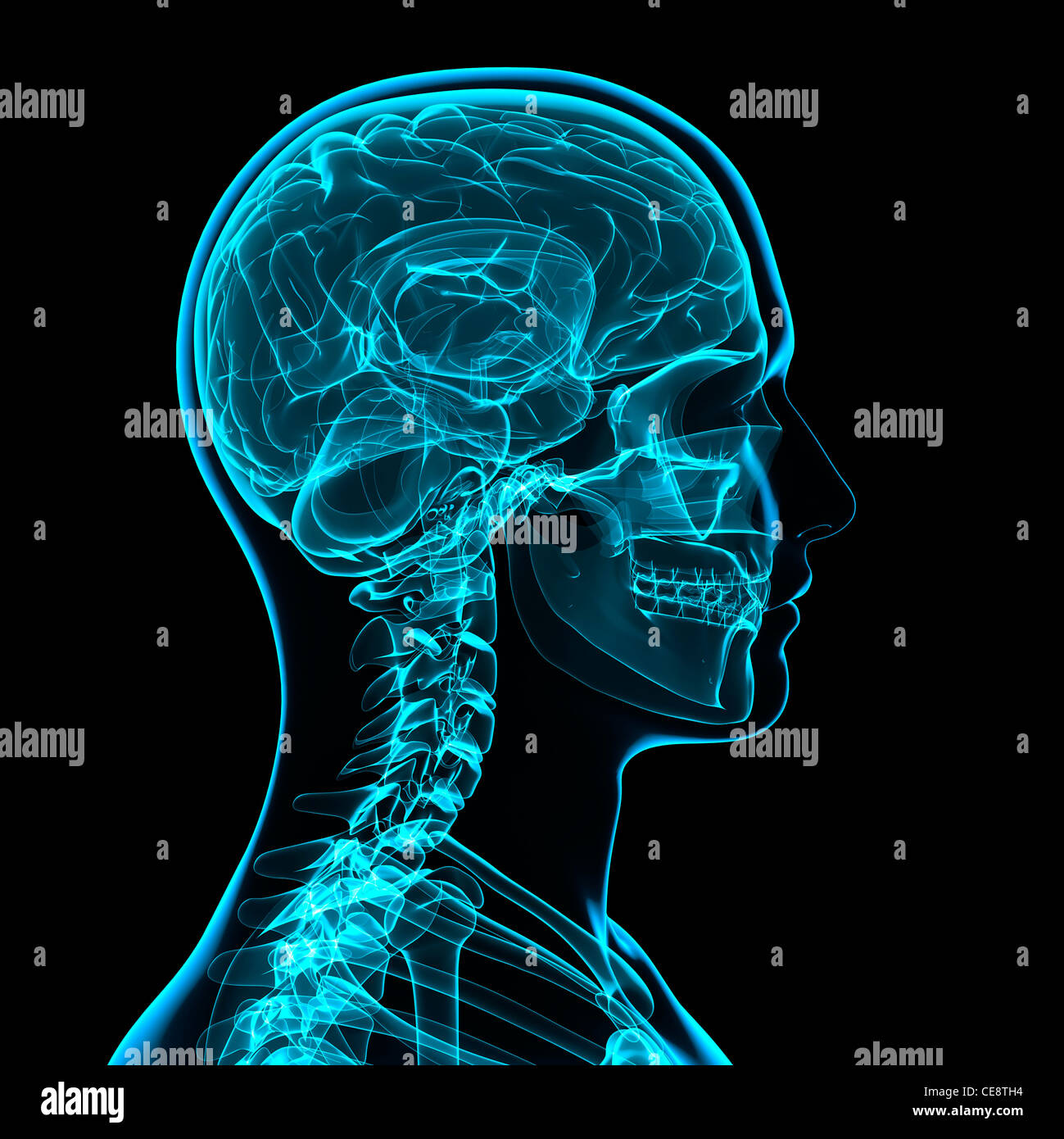 Head anatomy, computer artwork Stock Photo - Alamy