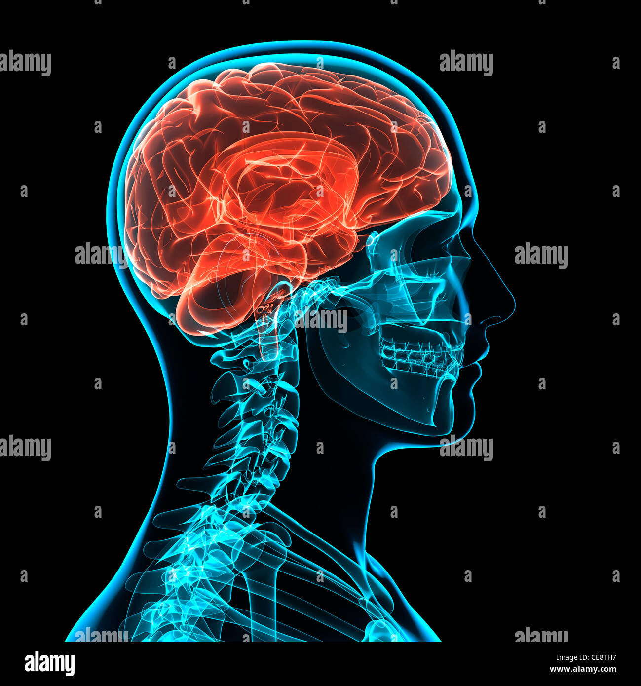 Head anatomy, computer artwork Stock Photo - Alamy