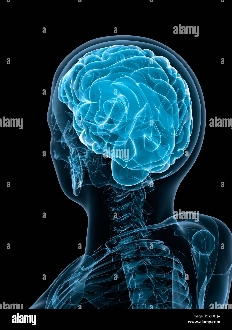Head anatomy, computer artwork Stock Photo - Alamy