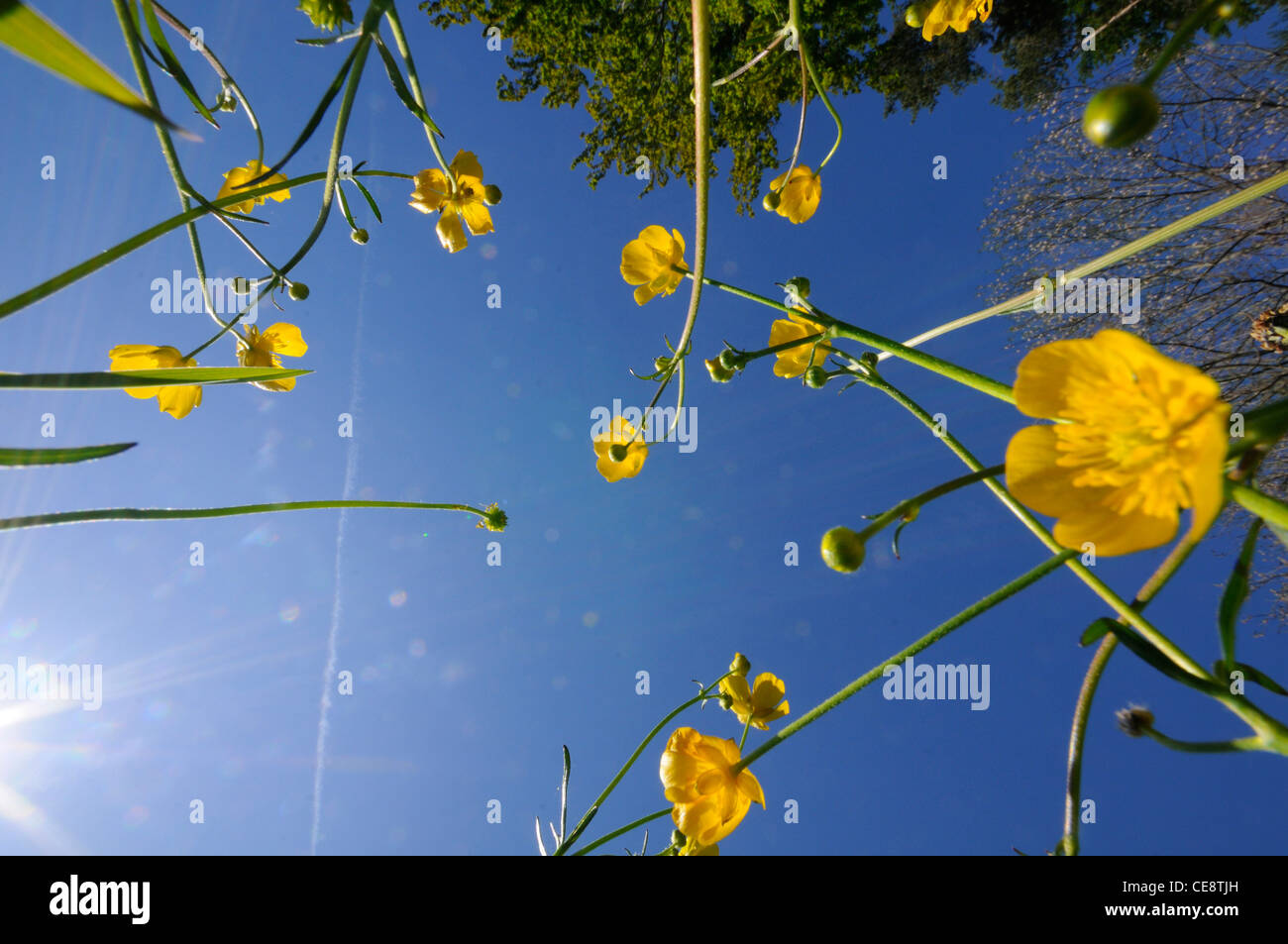 Corn Buttercup (Ranunculus arvensis), Bavaria, Germany Stock Photo - Alamy