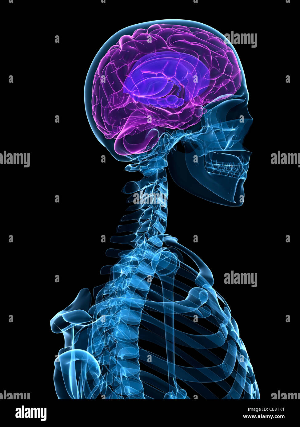 Head anatomy, computer artwork Stock Photo - Alamy