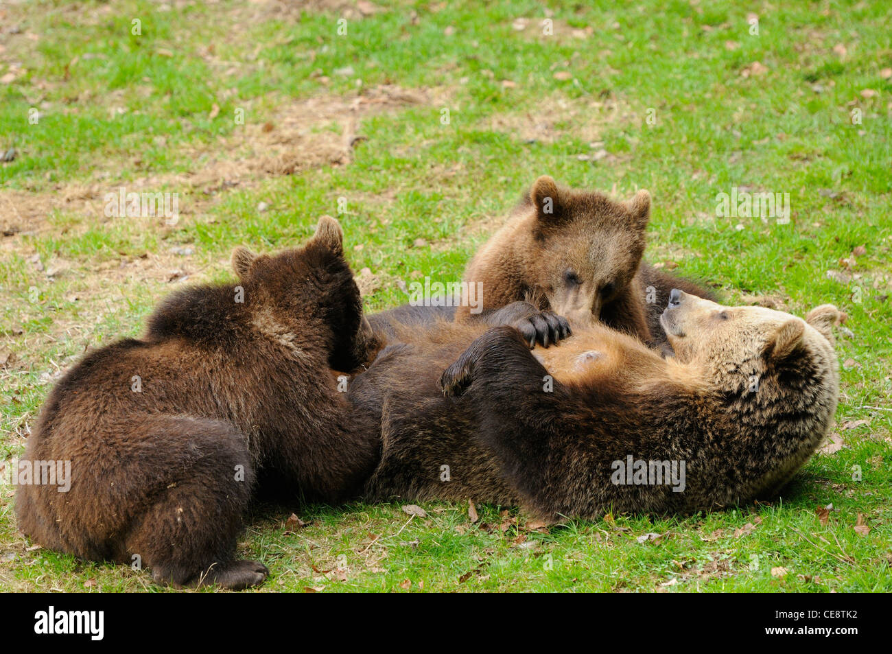 Brown bears (Ursus arctos) in National Park Bavarian Forest, Germany ...