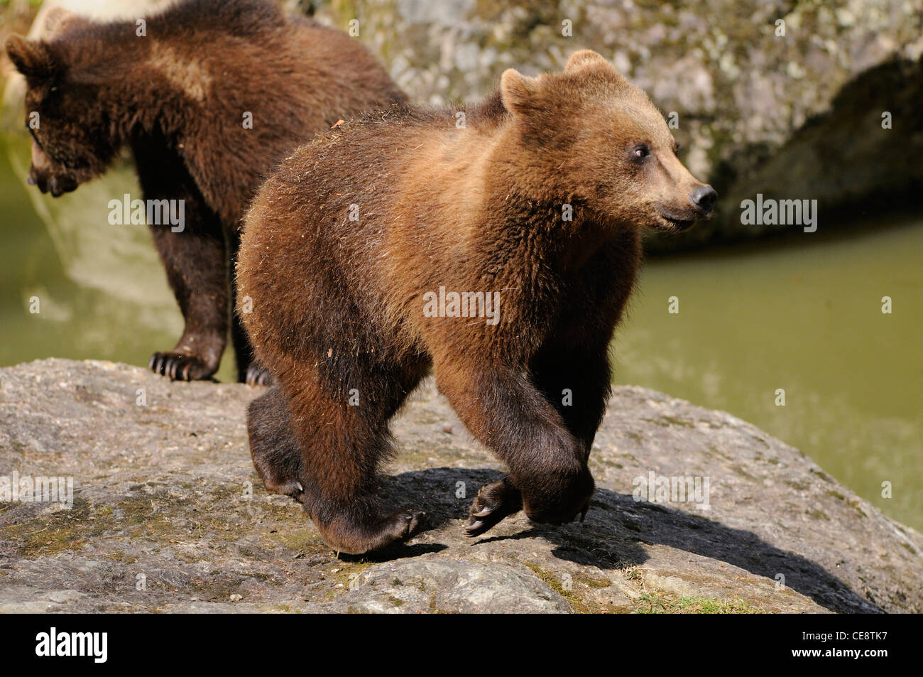 Young brown bears (Ursus arctos) in National Park Bavarian Forest ...