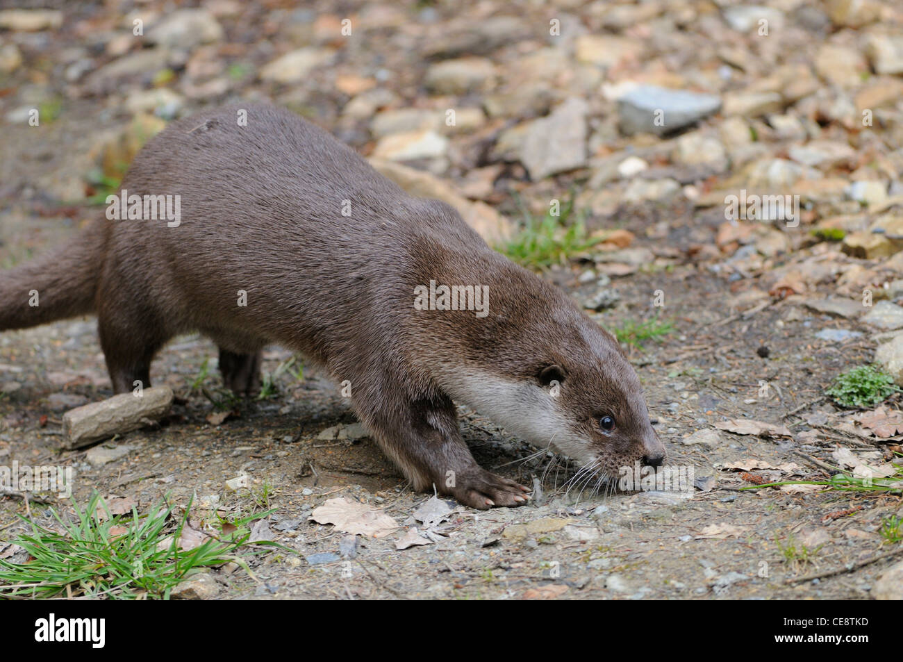 European Otter (Lutra lutra) in Bavarian Forest National Park, Bavaria ...