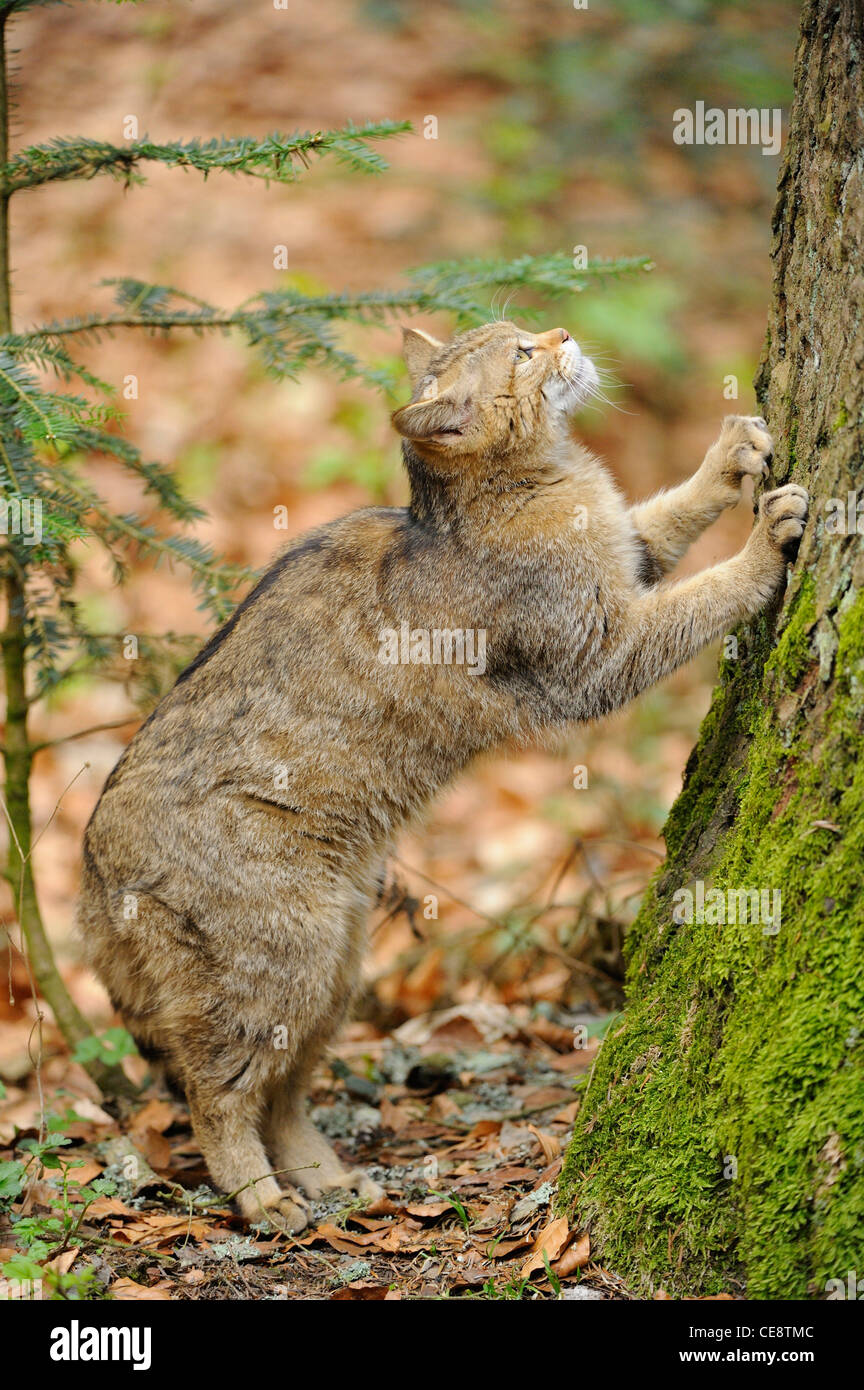 Wildcat (Felis silvestris) in Bavarian Forest National Park, Bavaria ...