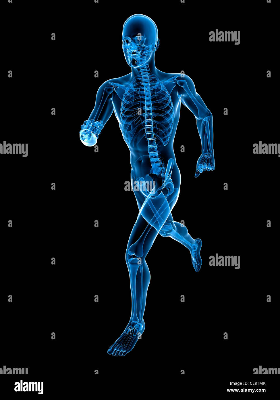 Running skeleton, computer artwork Stock Photo - Alamy