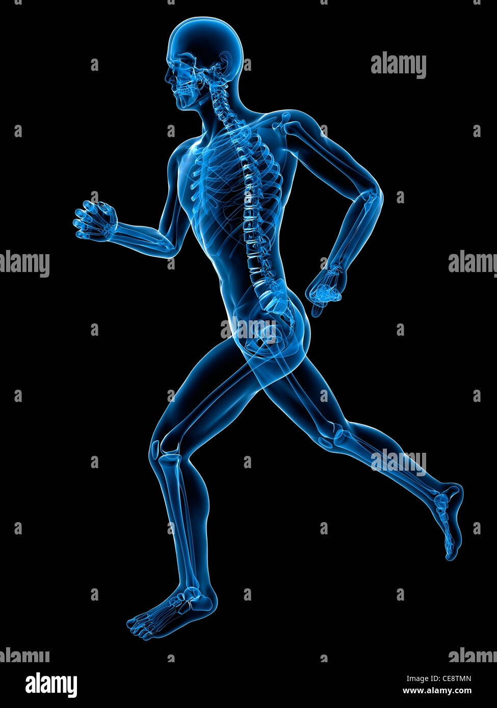 Running skeleton, computer artwork Stock Photo - Alamy