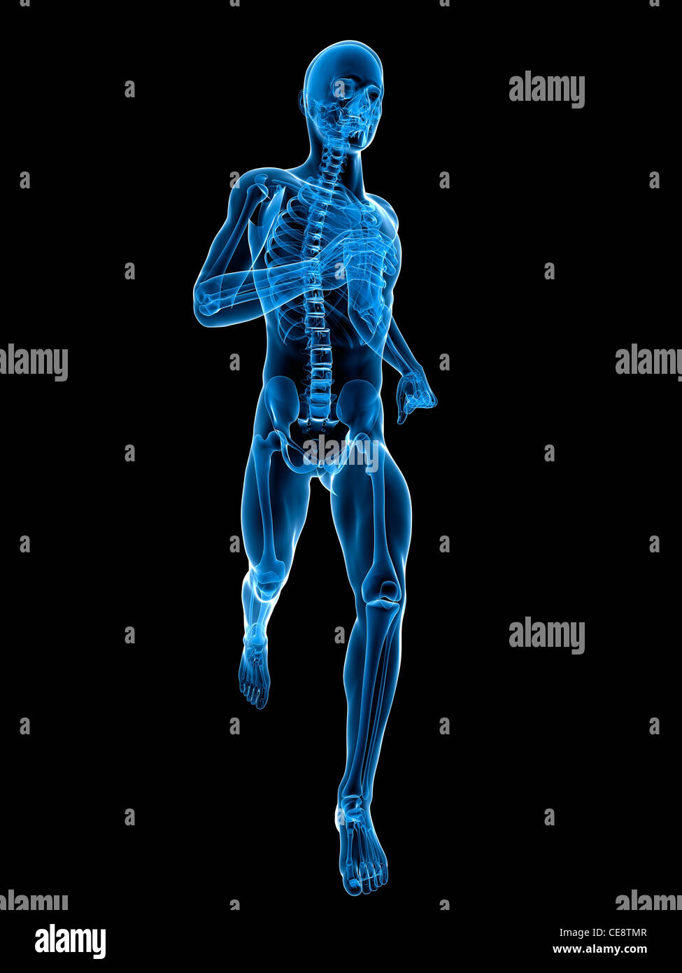 Running skeleton, computer artwork Stock Photo - Alamy