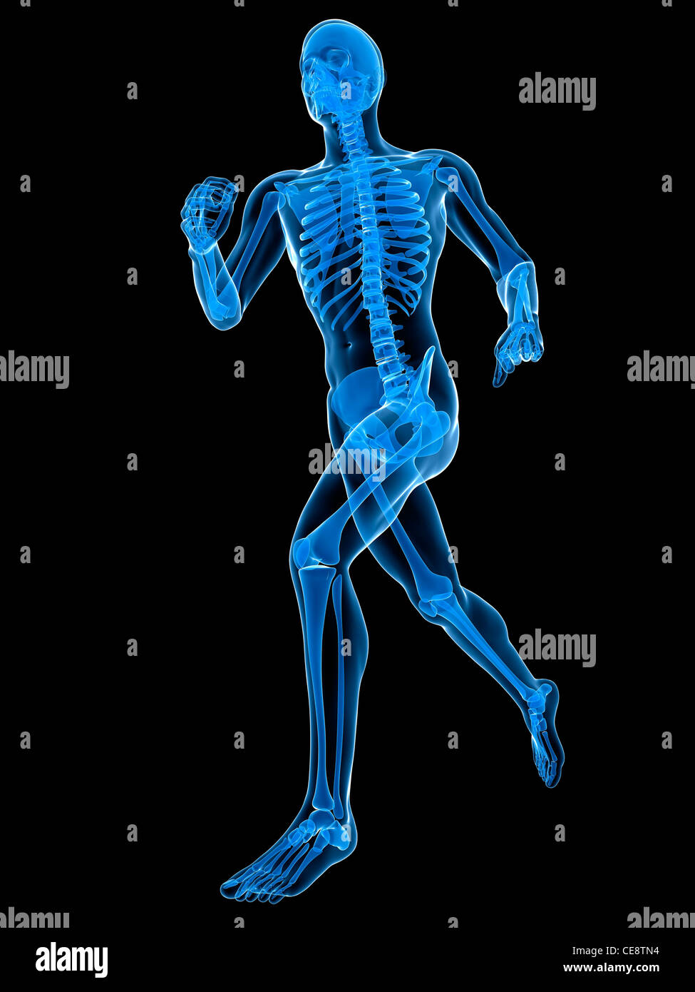 Running skeleton, computer artwork Stock Photo - Alamy