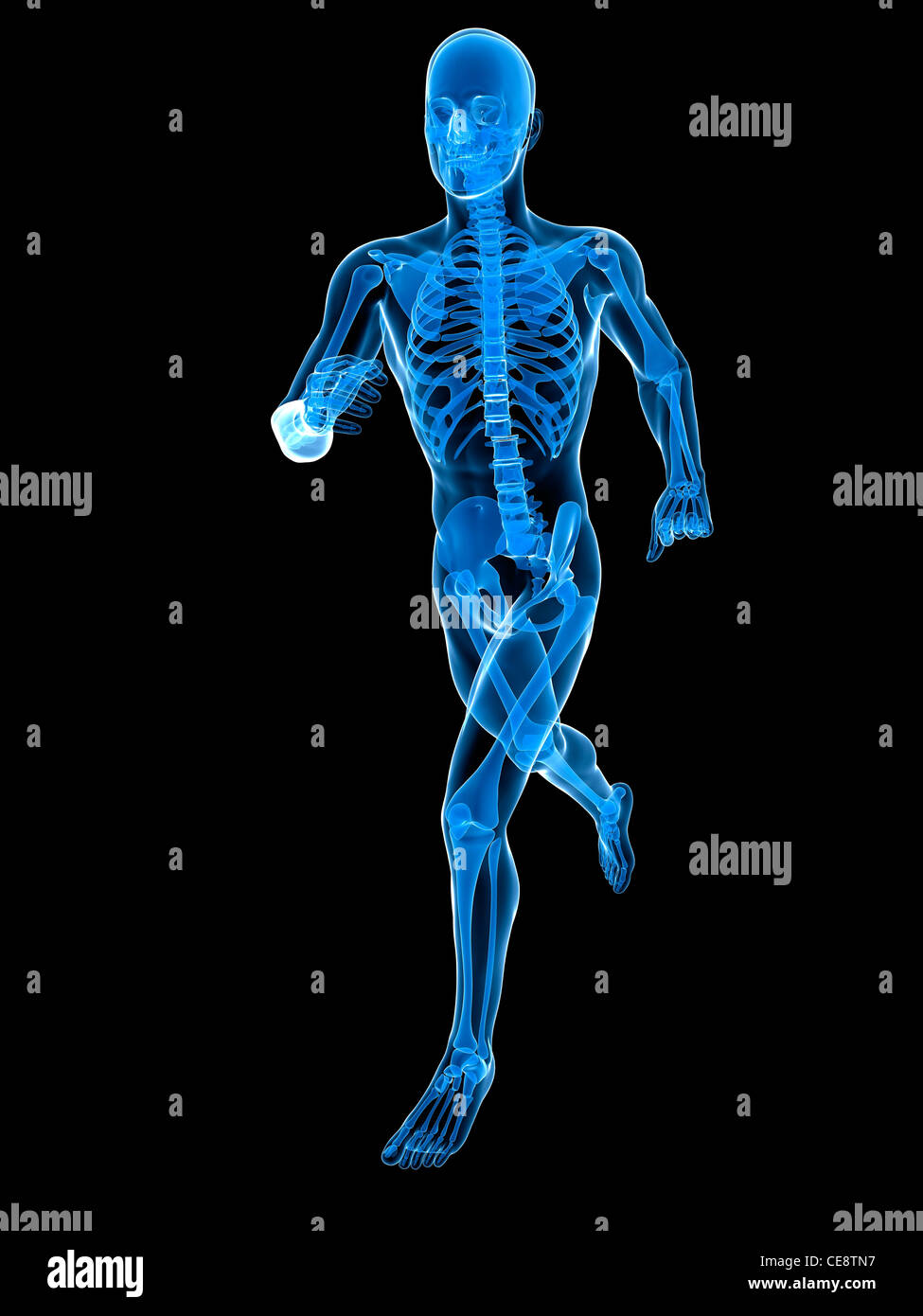 Running skeleton, computer artwork Stock Photo - Alamy