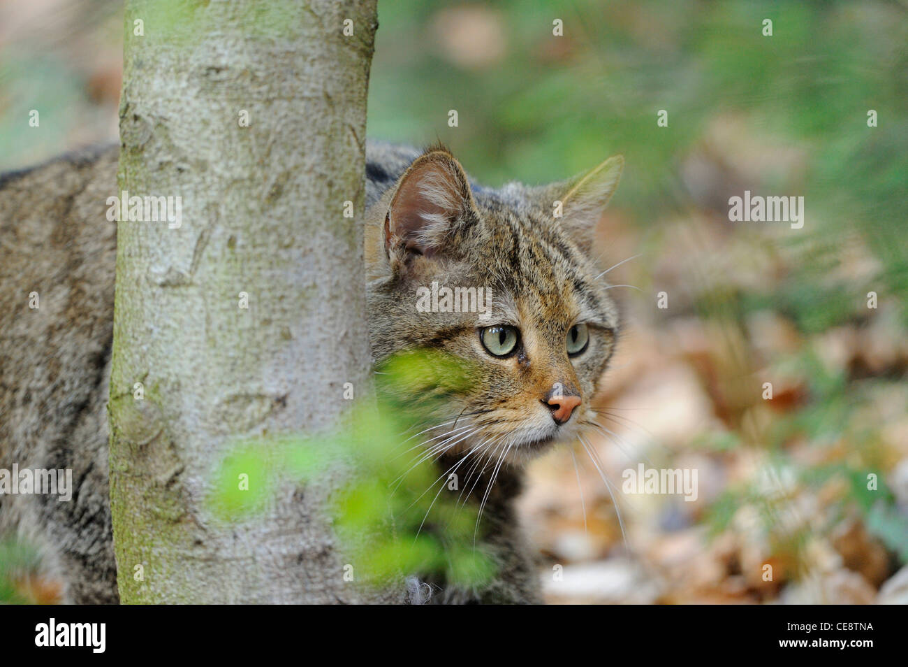 Wildcat (Felis silvestris) in Bavarian Forest National Park, Bavaria ...