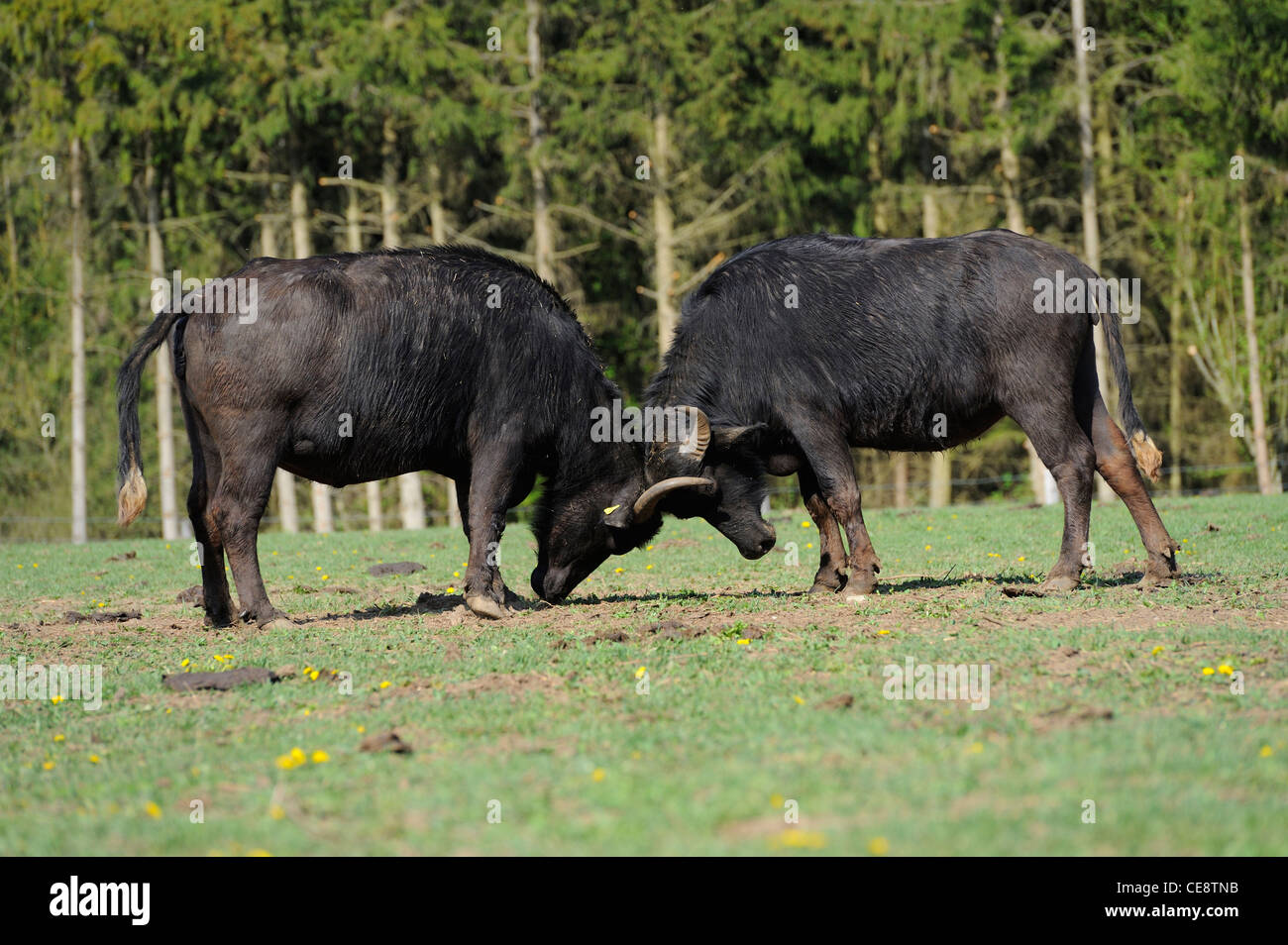 Water buffalo fight hi-res stock photography and images - Alamy