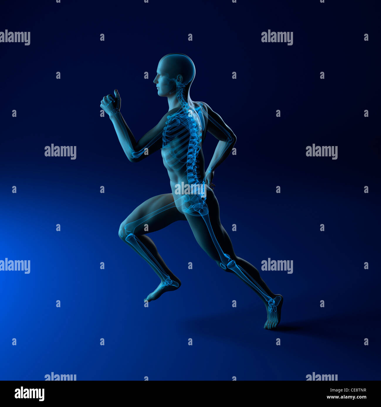 Running skeleton, computer artwork Stock Photo - Alamy