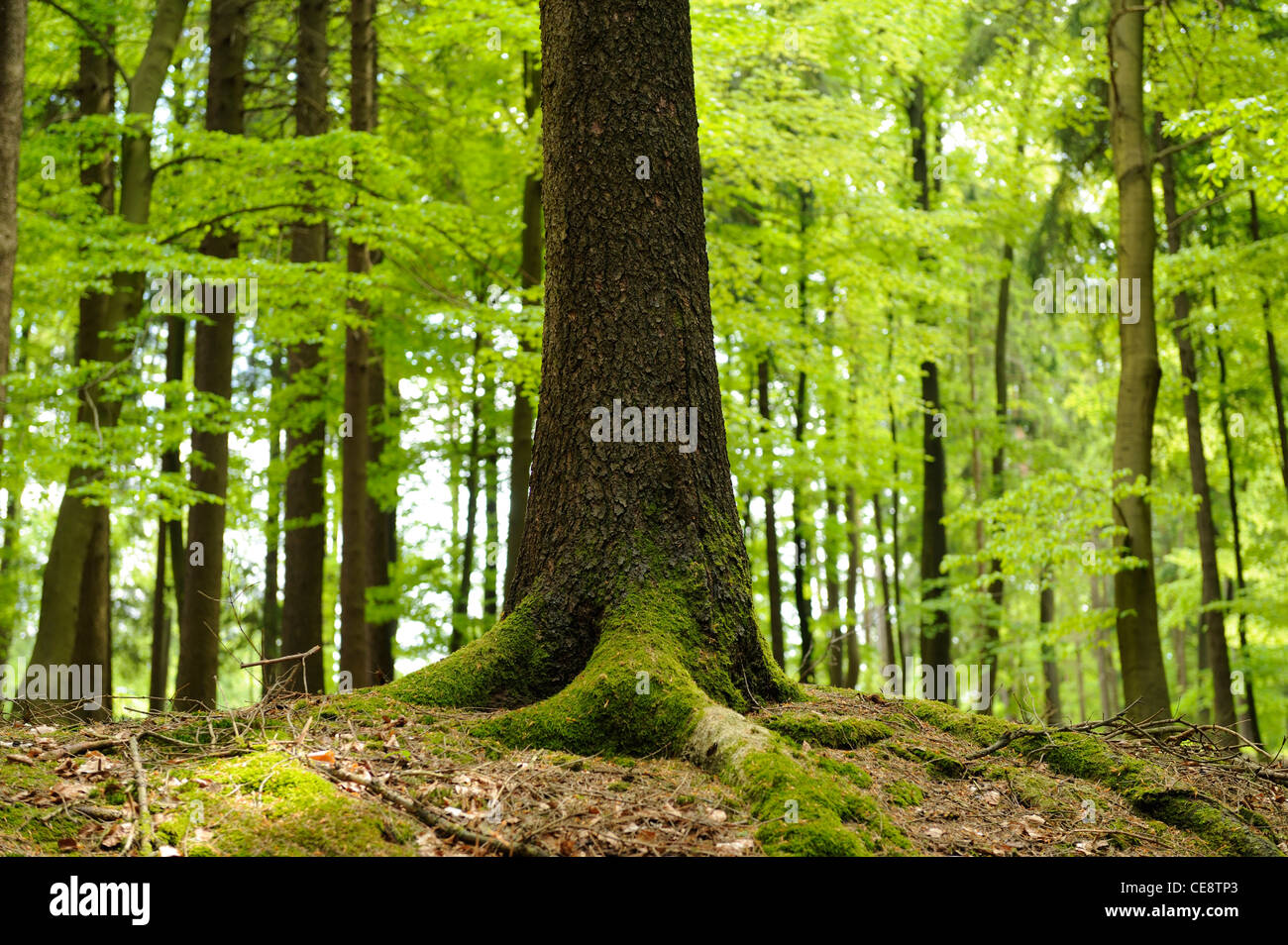 Trunk of Norway Spruce (Picea abies Stock Photo - Alamy