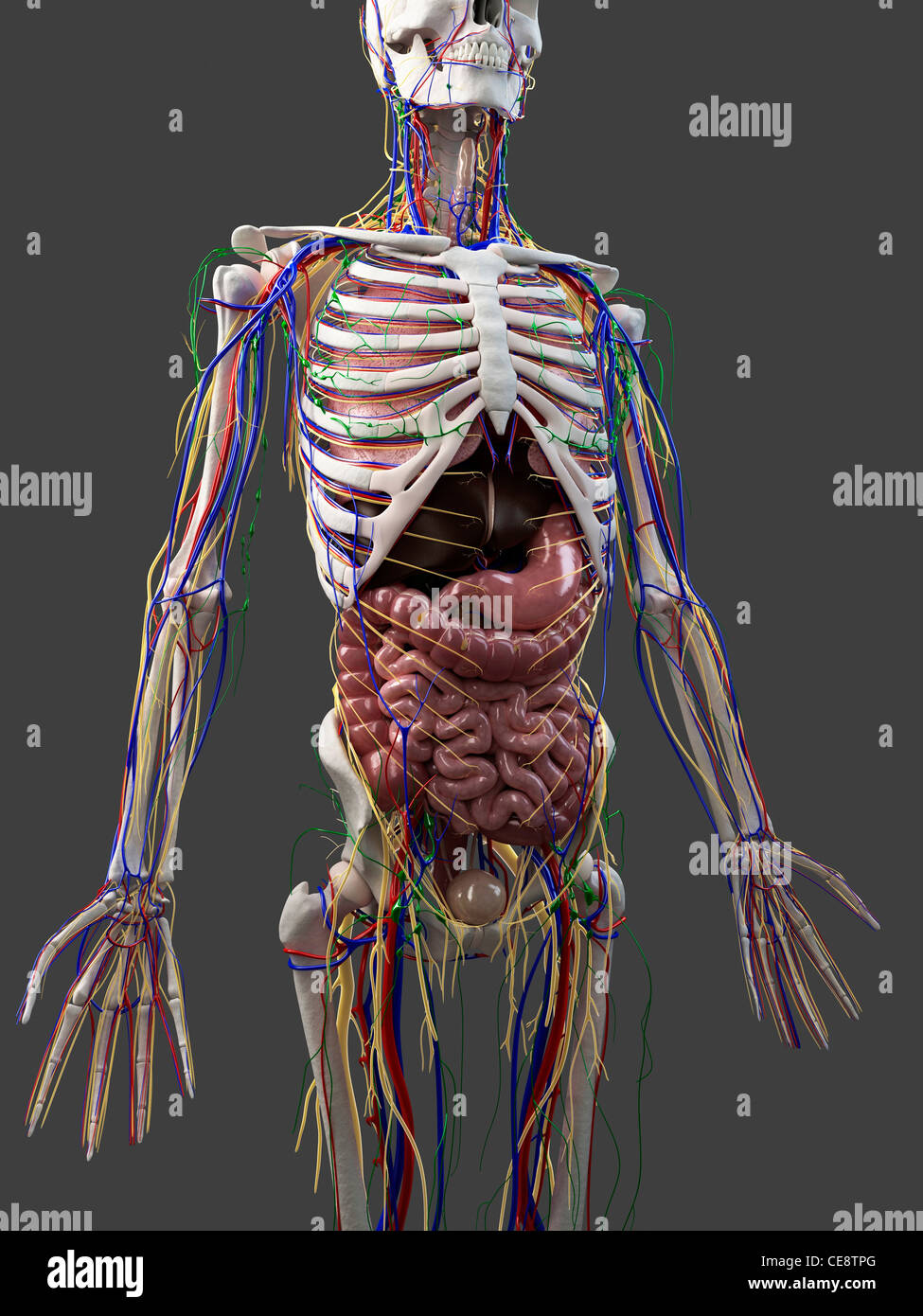 Human anatomy, computer artwork Stock Photo - Alamy