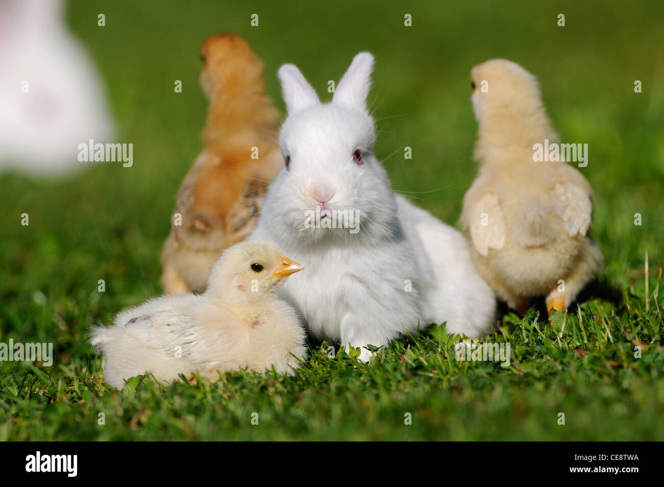 Barn fowl chicks and rabbit Stock Photo - Alamy