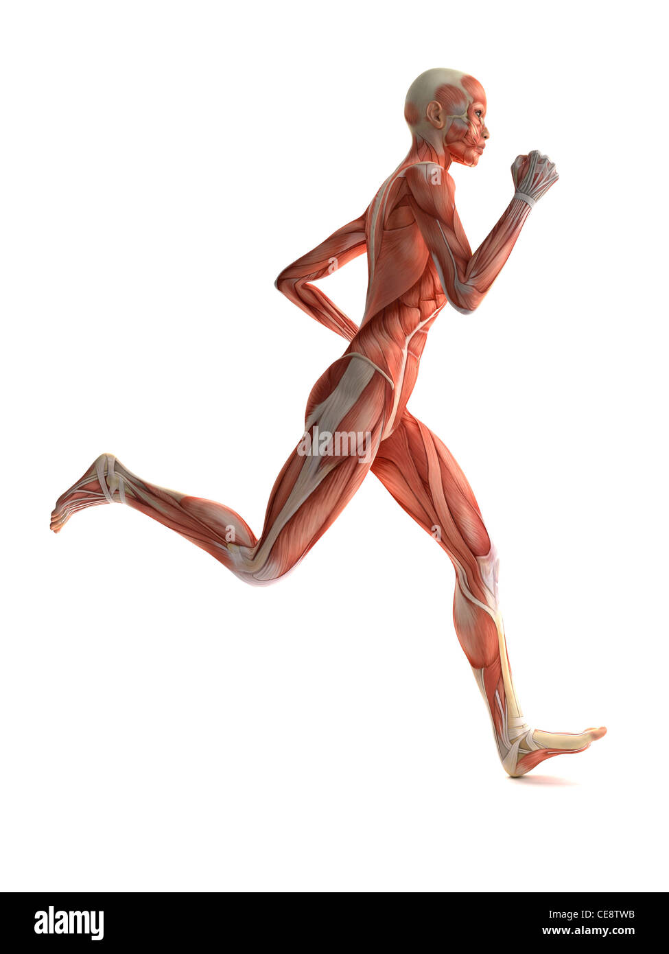 Female muscles, computer artwork Stock Photo - Alamy