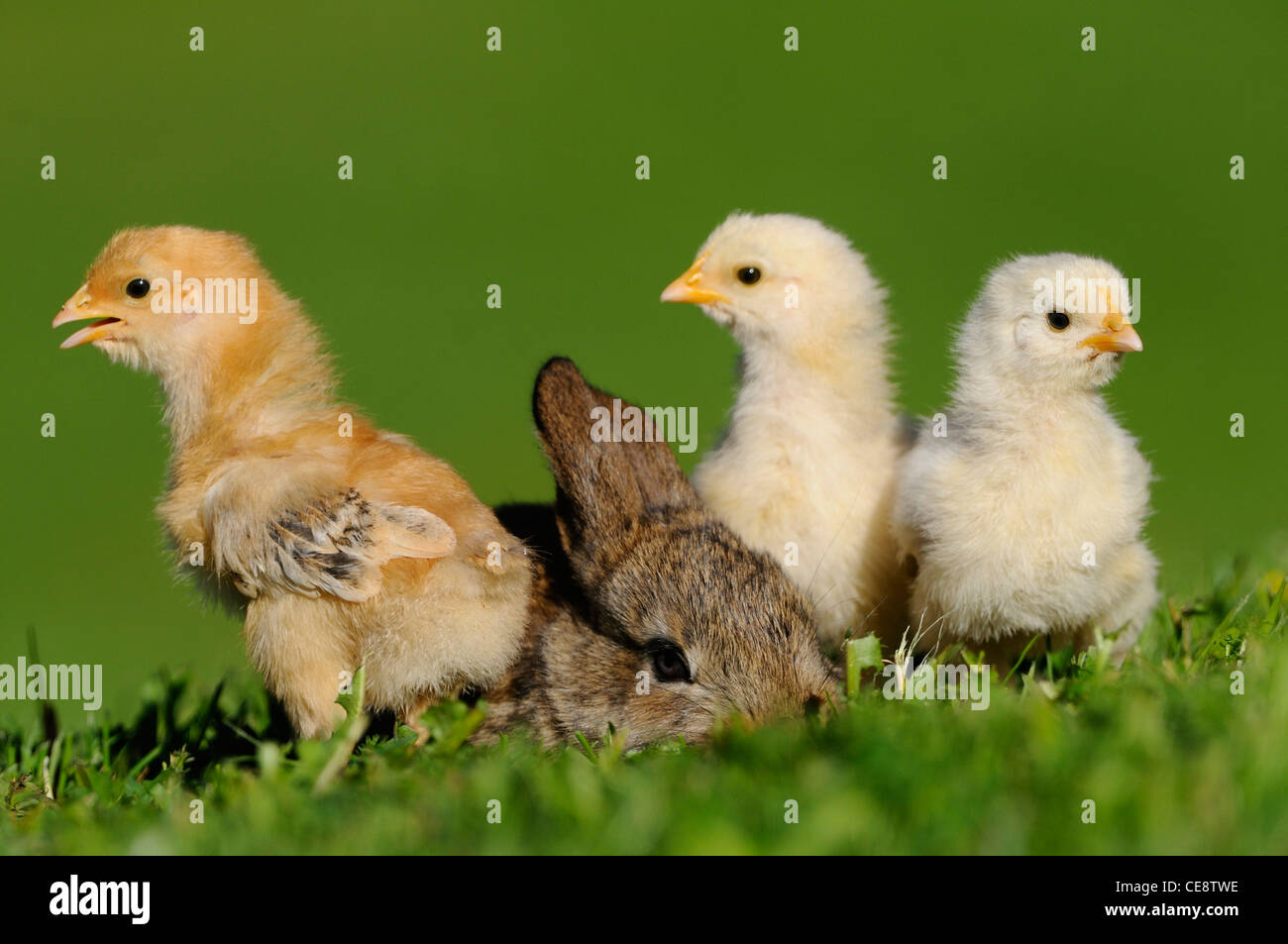 Barn fowl chicks and rabbit Stock Photo - Alamy