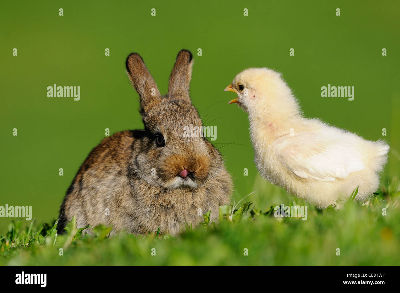 B rabbit hi-res stock photography and images - Alamy