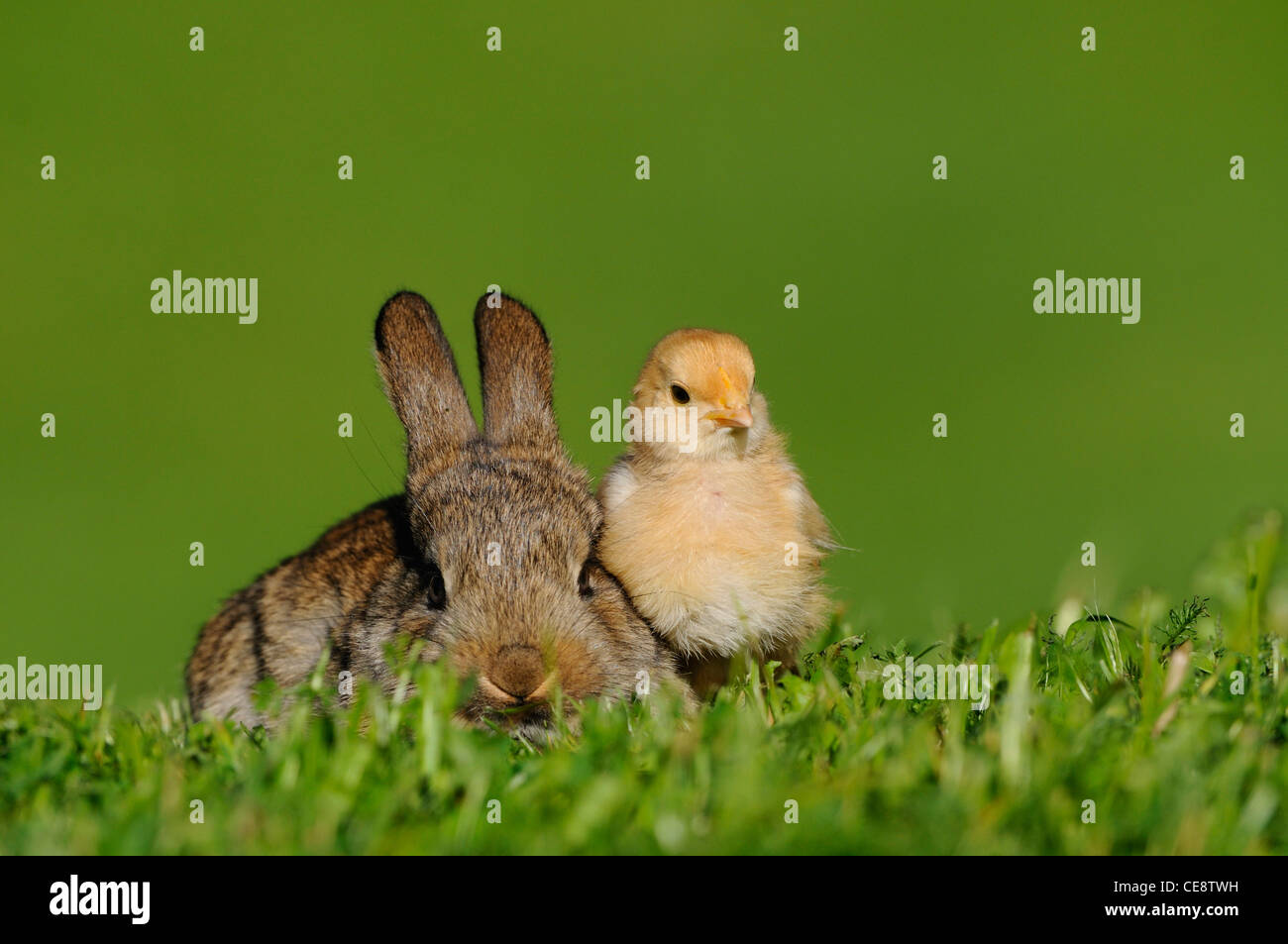 Barn fowl chicks and rabbit Stock Photo - Alamy