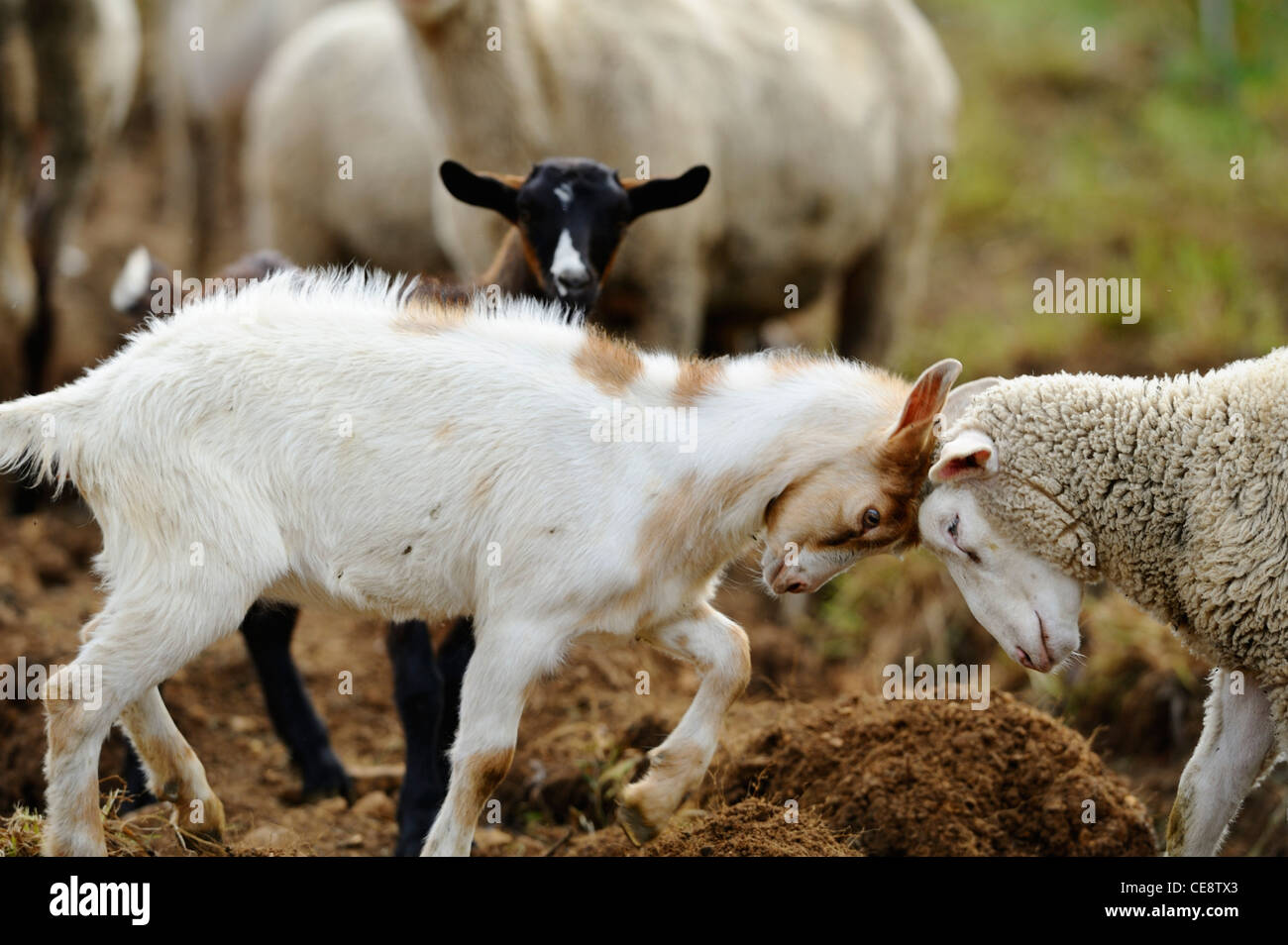 Goats, Capra aegagrus hircus, and sheep, Ovis orientalis aries, Bavaria ...