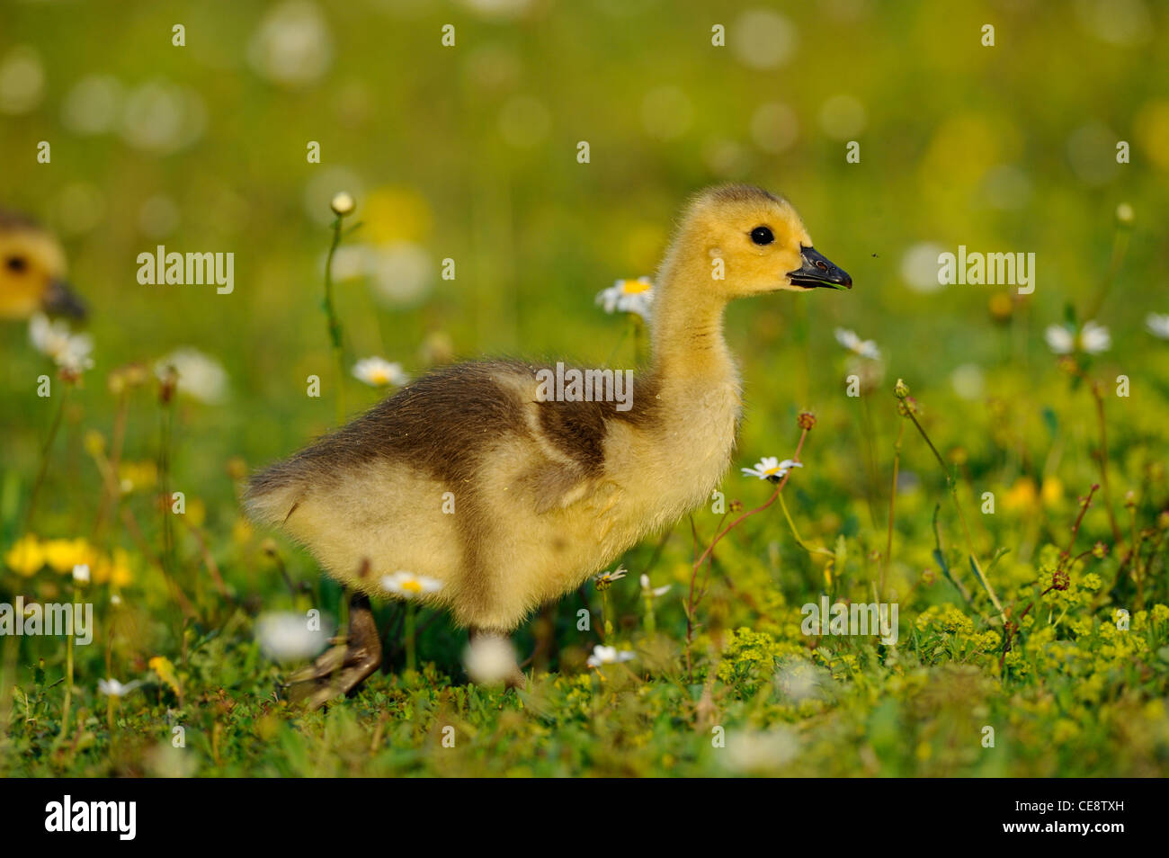 Goose chick, Branta canadensis, Bavaria, Germany, Europe Stock Photo ...