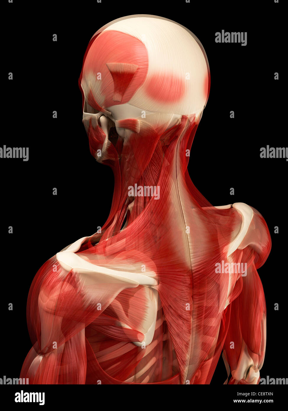 Male muscles, computer artwork Stock Photo - Alamy