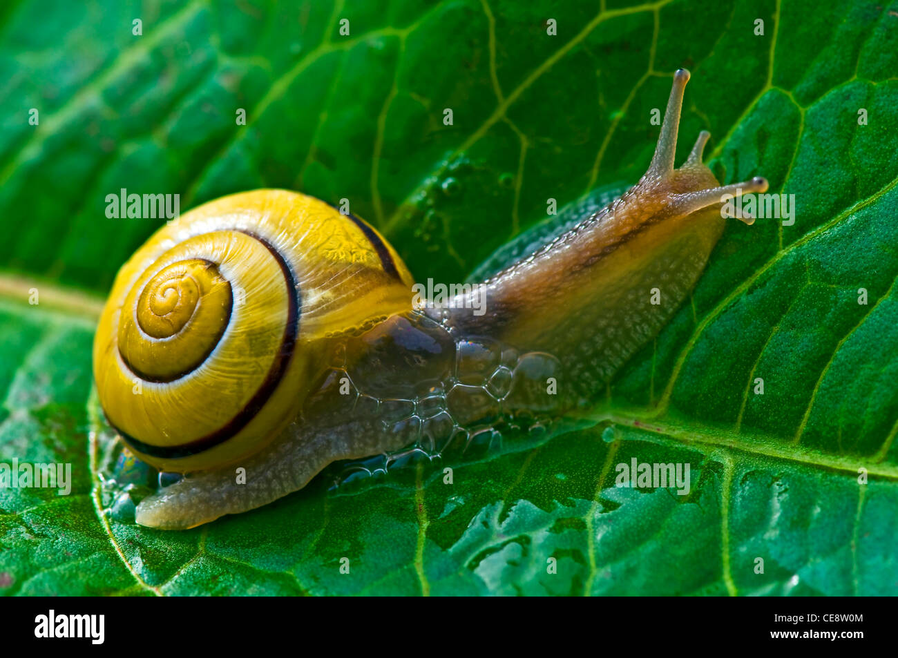 Grapevine snail, Helix pomatia Stock Photo - Alamy