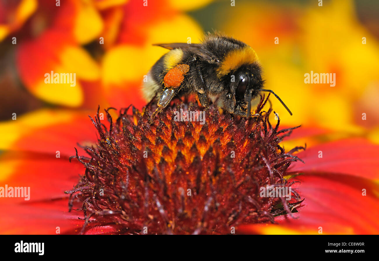 Bumble-bee searching food Stock Photo - Alamy