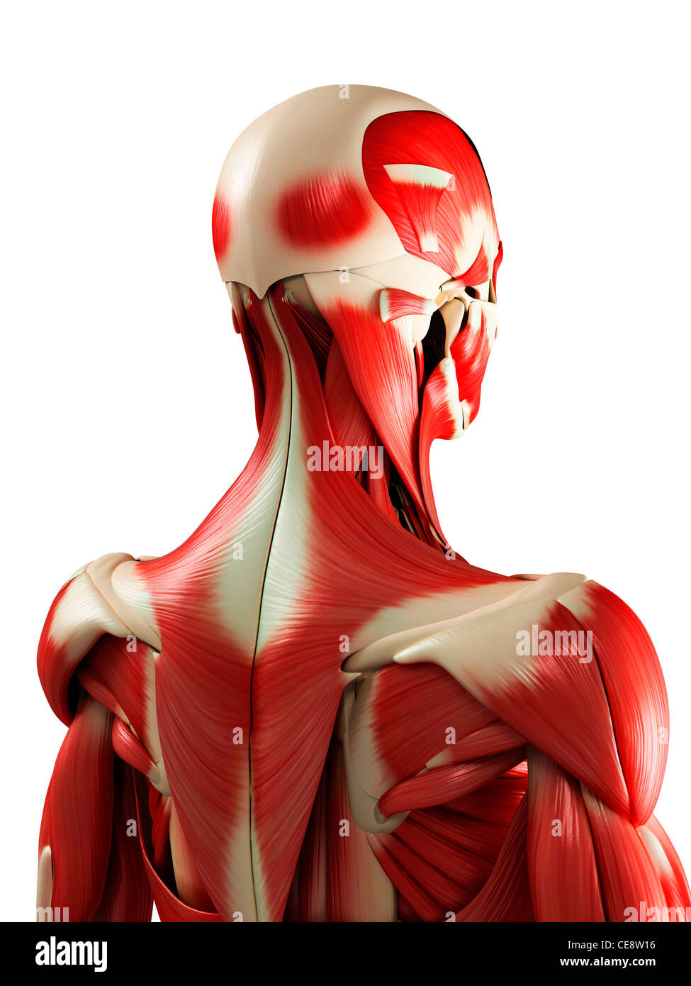 Male muscles, computer artwork Stock Photo - Alamy