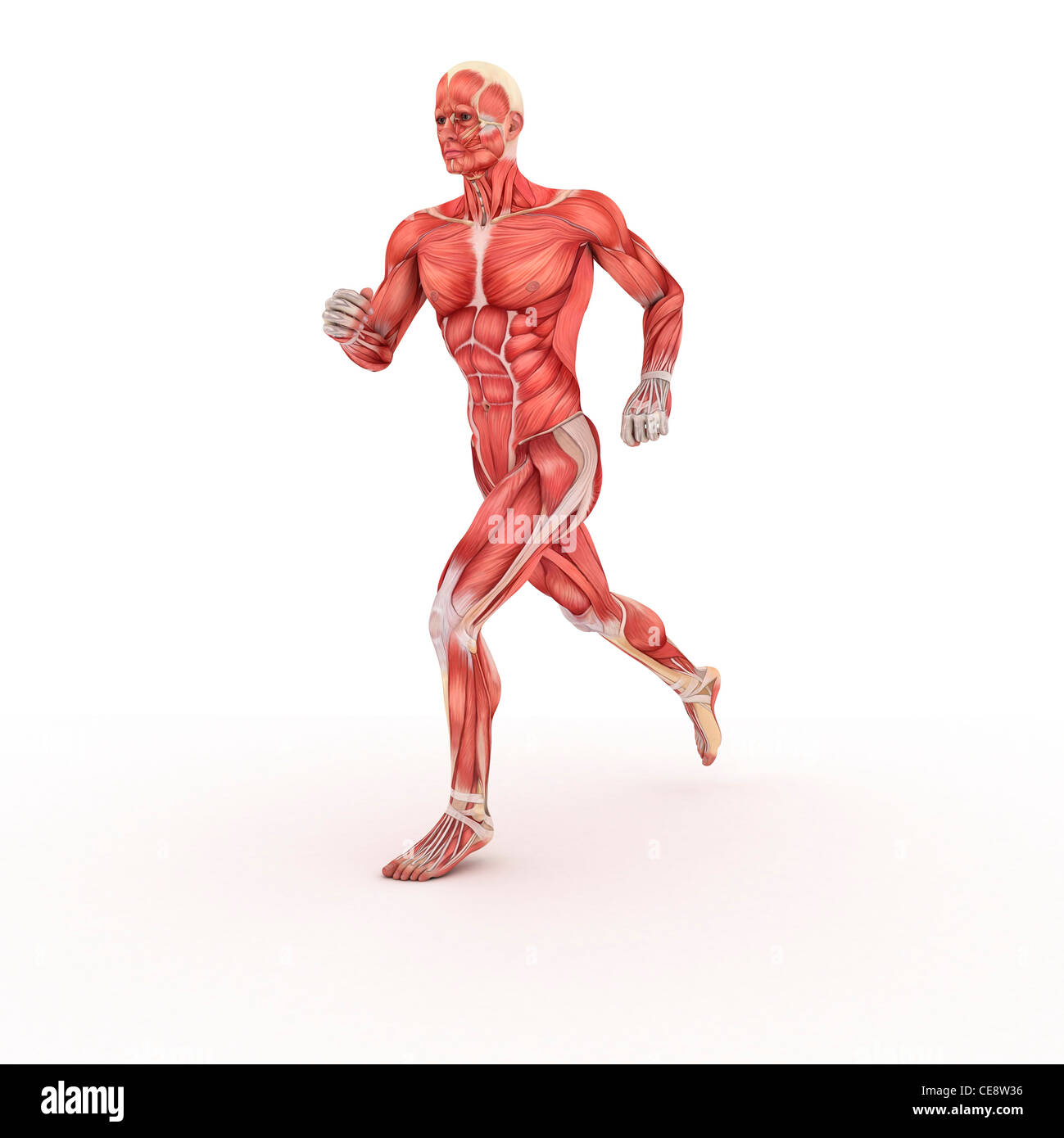 Full body muscles anatomy Cut Out Stock Images & Pictures - Alamy