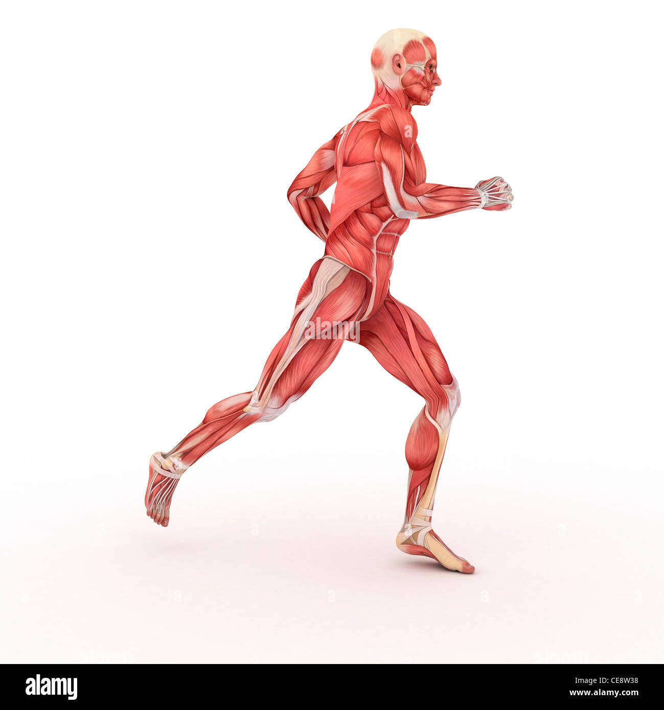 Male muscles, computer artwork Stock Photo - Alamy