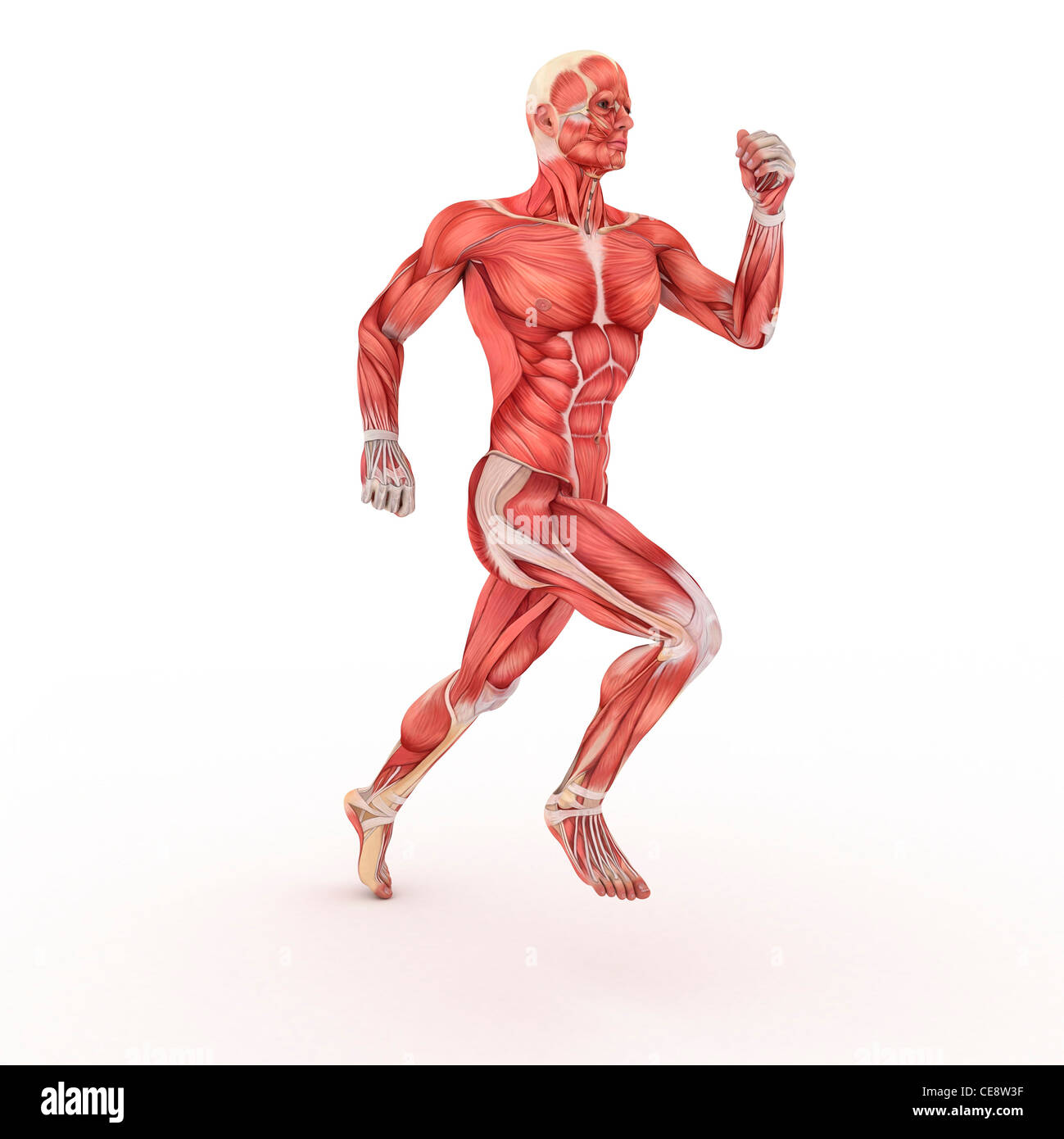 Male muscles, computer artwork Stock Photo - Alamy