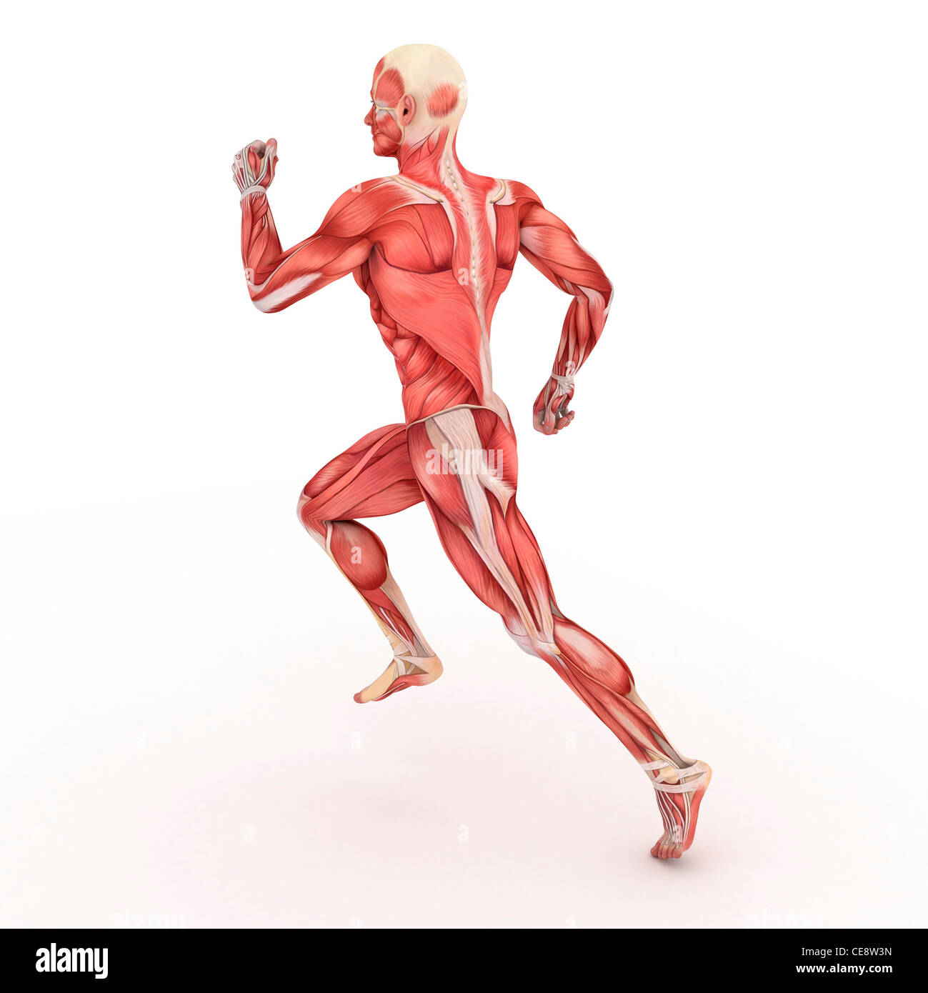 Male muscles, computer artwork Stock Photo - Alamy