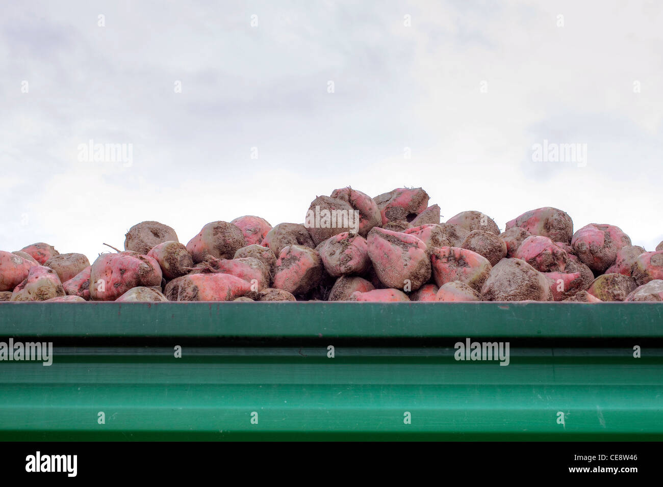 Sugar beet lorry hi-res stock photography and images - Alamy