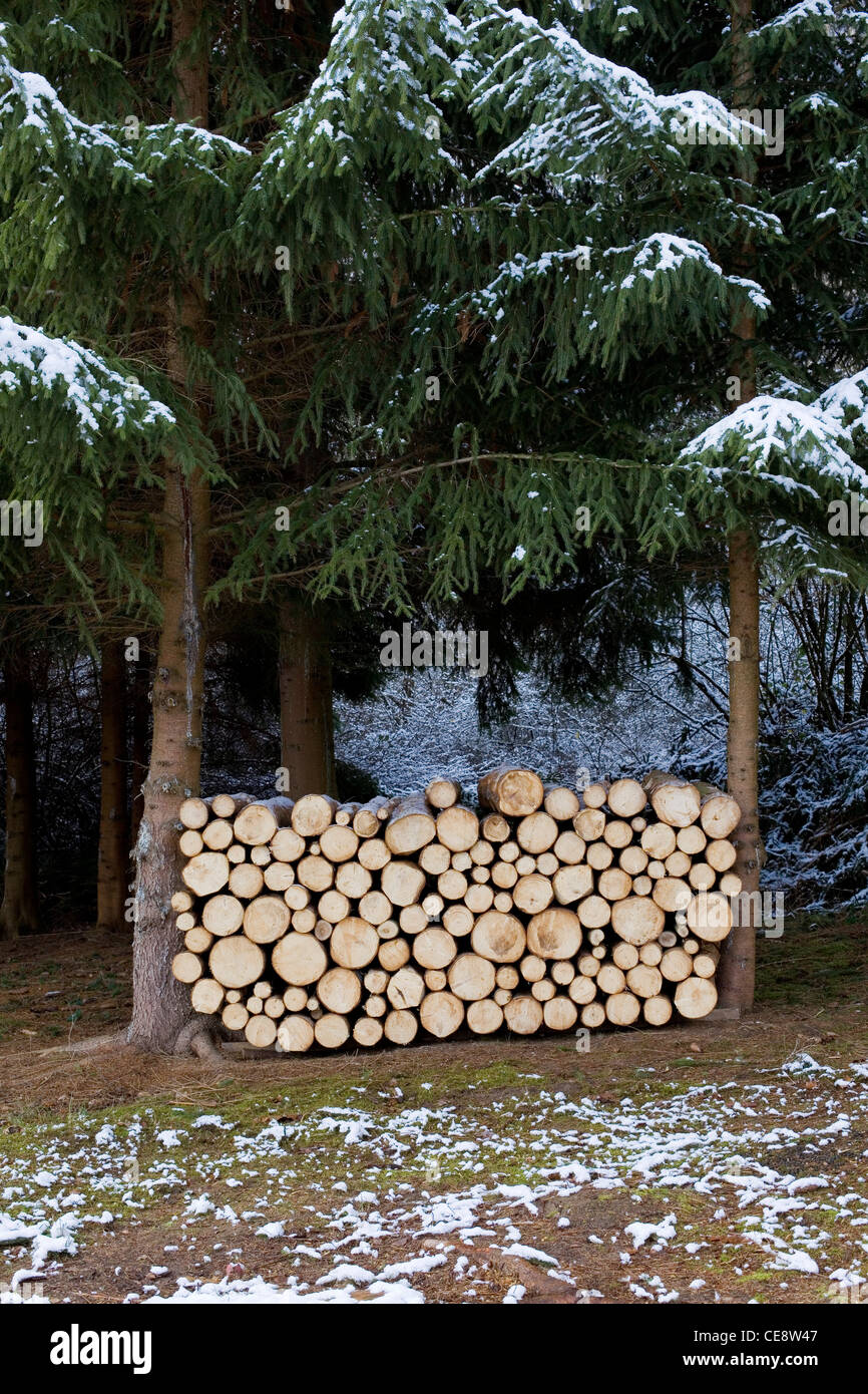 Logs in forest Stock Photo - Alamy