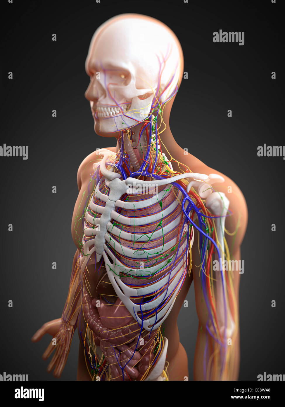 Human anatomy, computer artwork Stock Photo - Alamy