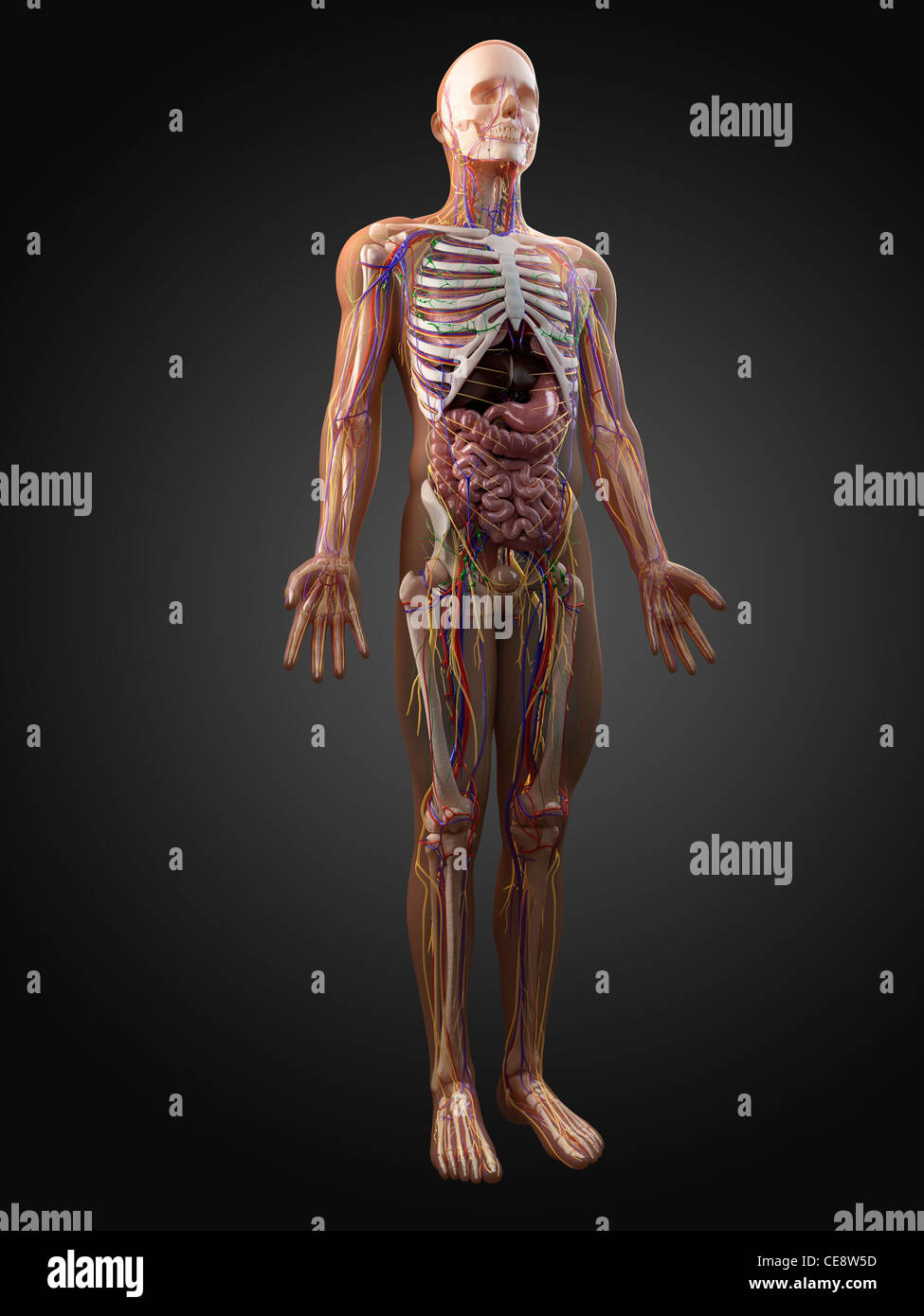 Human anatomy, computer artwork Stock Photo - Alamy