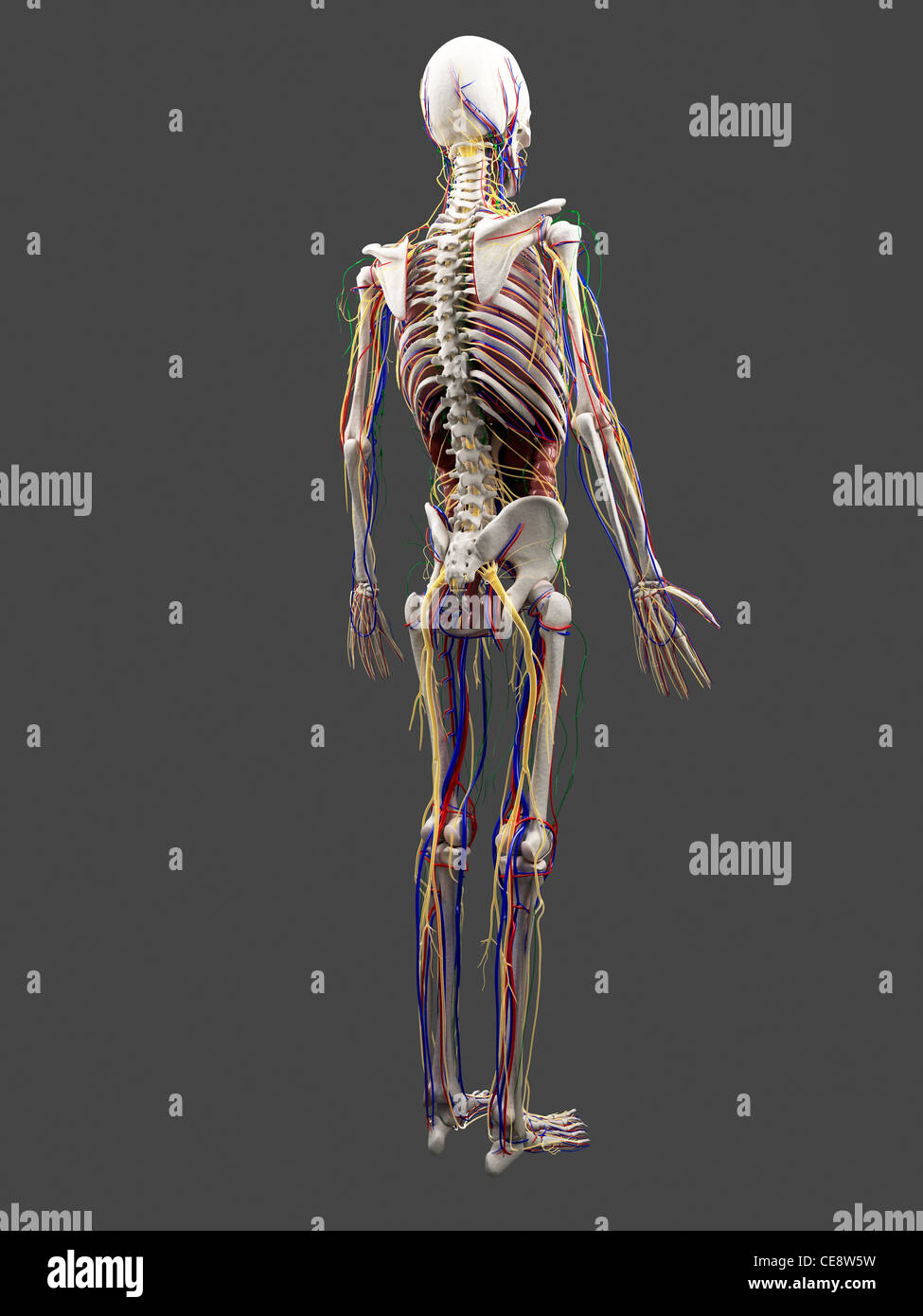 Full human body systems anatomy hi-res stock photography and images - Alamy