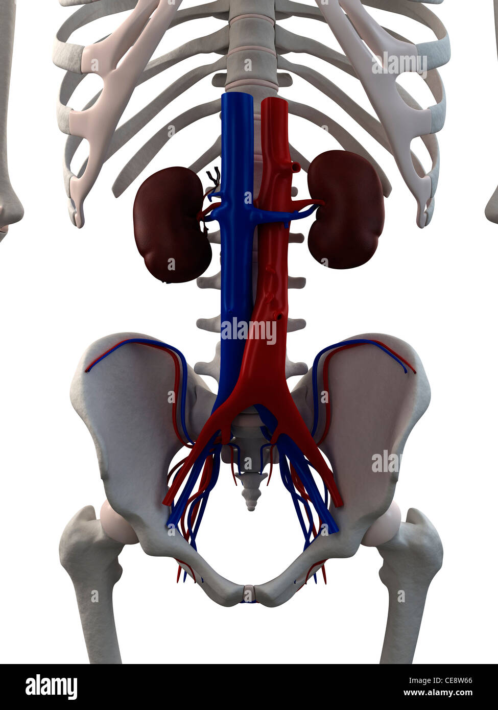 Healthy kidneys, computer artwork. Also seen are the abdominal aorta ...