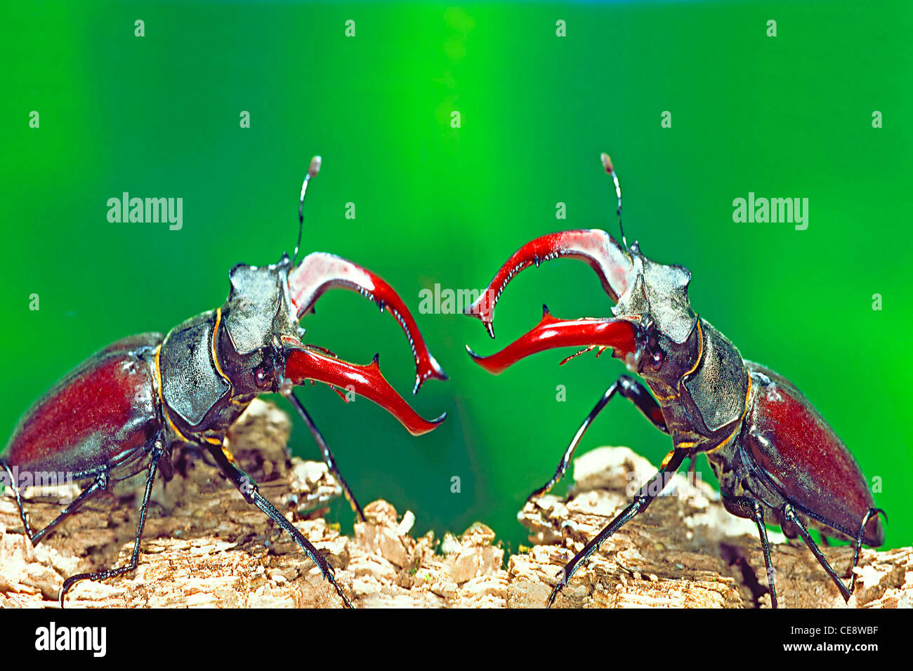 Two stag beetles fighting Stock Photo - Alamy
