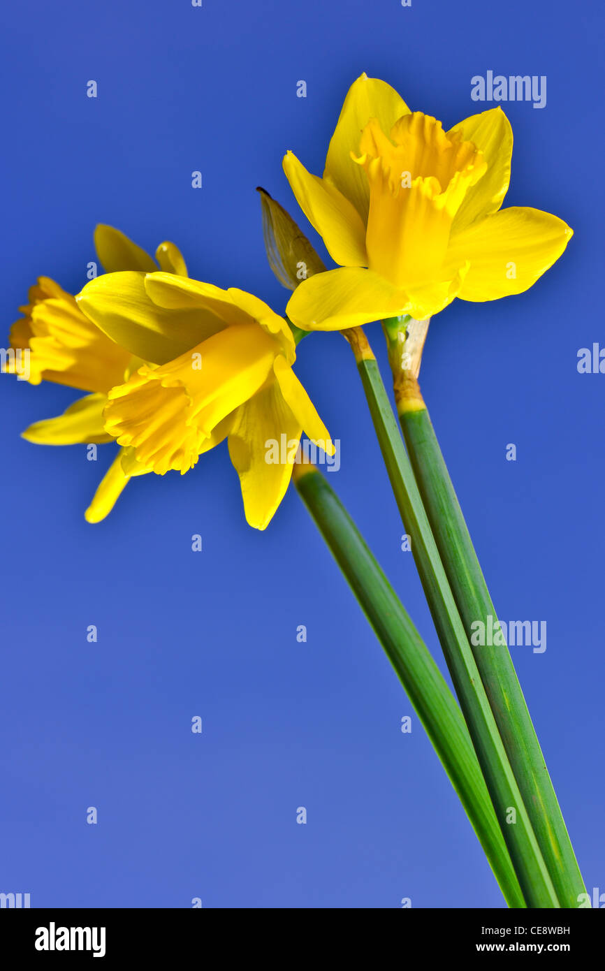 English daffodils hi-res stock photography and images - Alamy