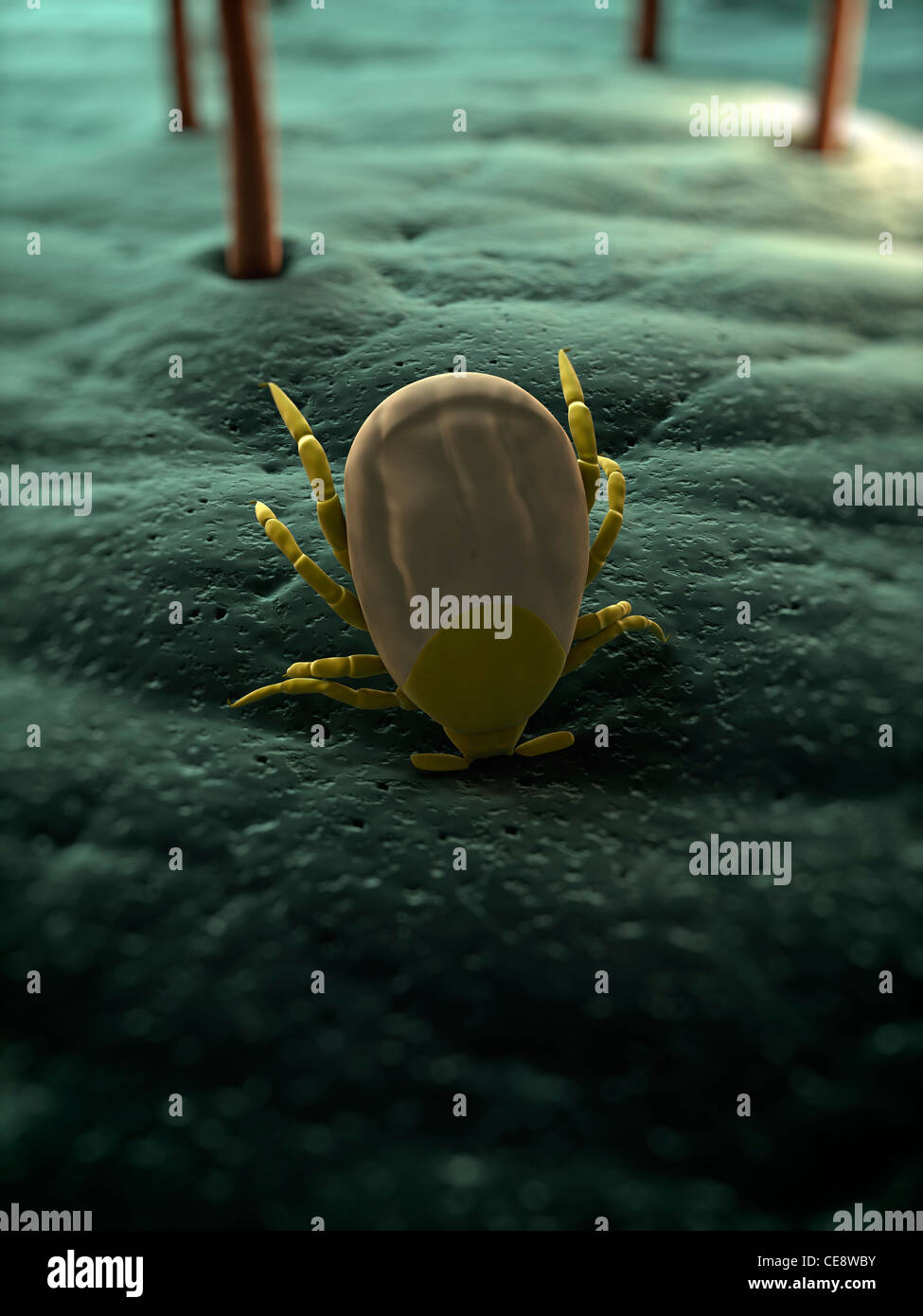 Tick. Computer artwork of a tick (superfamily Ixodoidea) biting skin ...