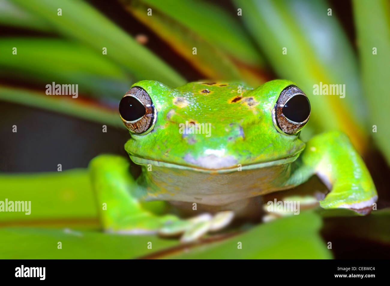 Tree frog, portrait Stock Photo - Alamy