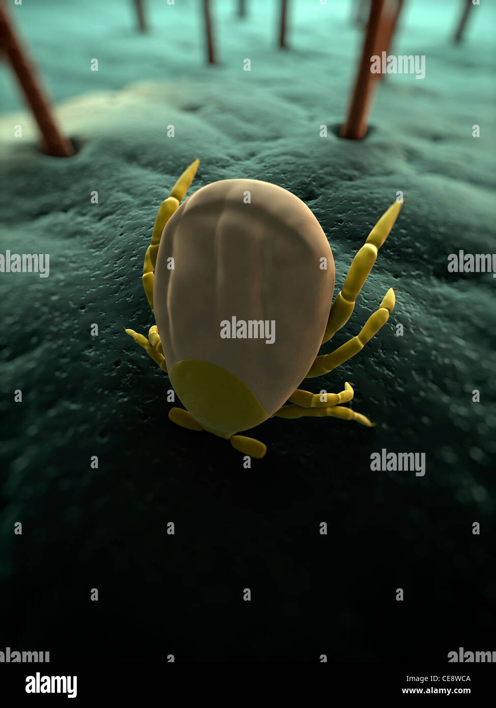 Tick. Computer artwork of a tick (superfamily Ixodoidea) biting skin ...