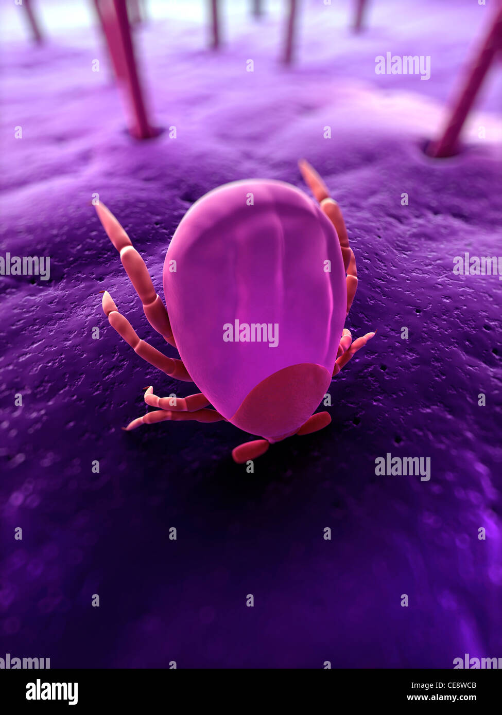 Tick. Computer artwork of a tick (superfamily Ixodoidea) biting skin ...